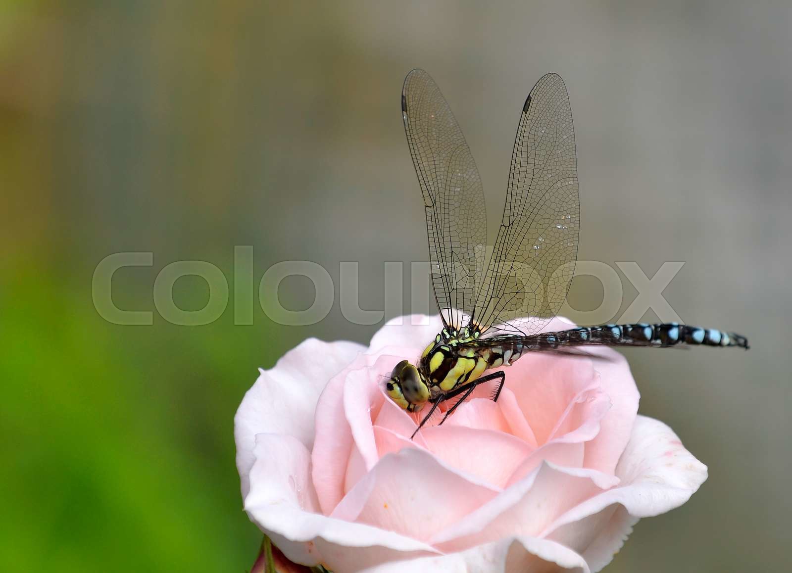 guldsmed, insekt, rose | Stock image | Colourbox