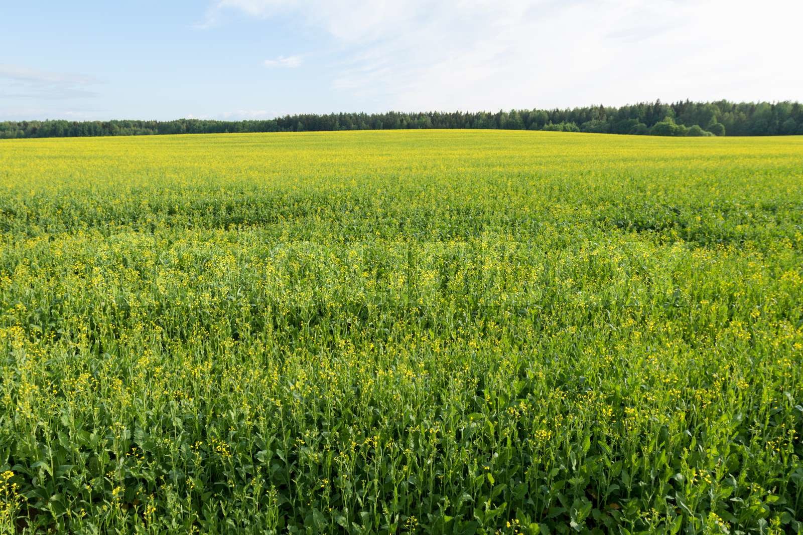 View of farmland. | Stock image | Colourbox