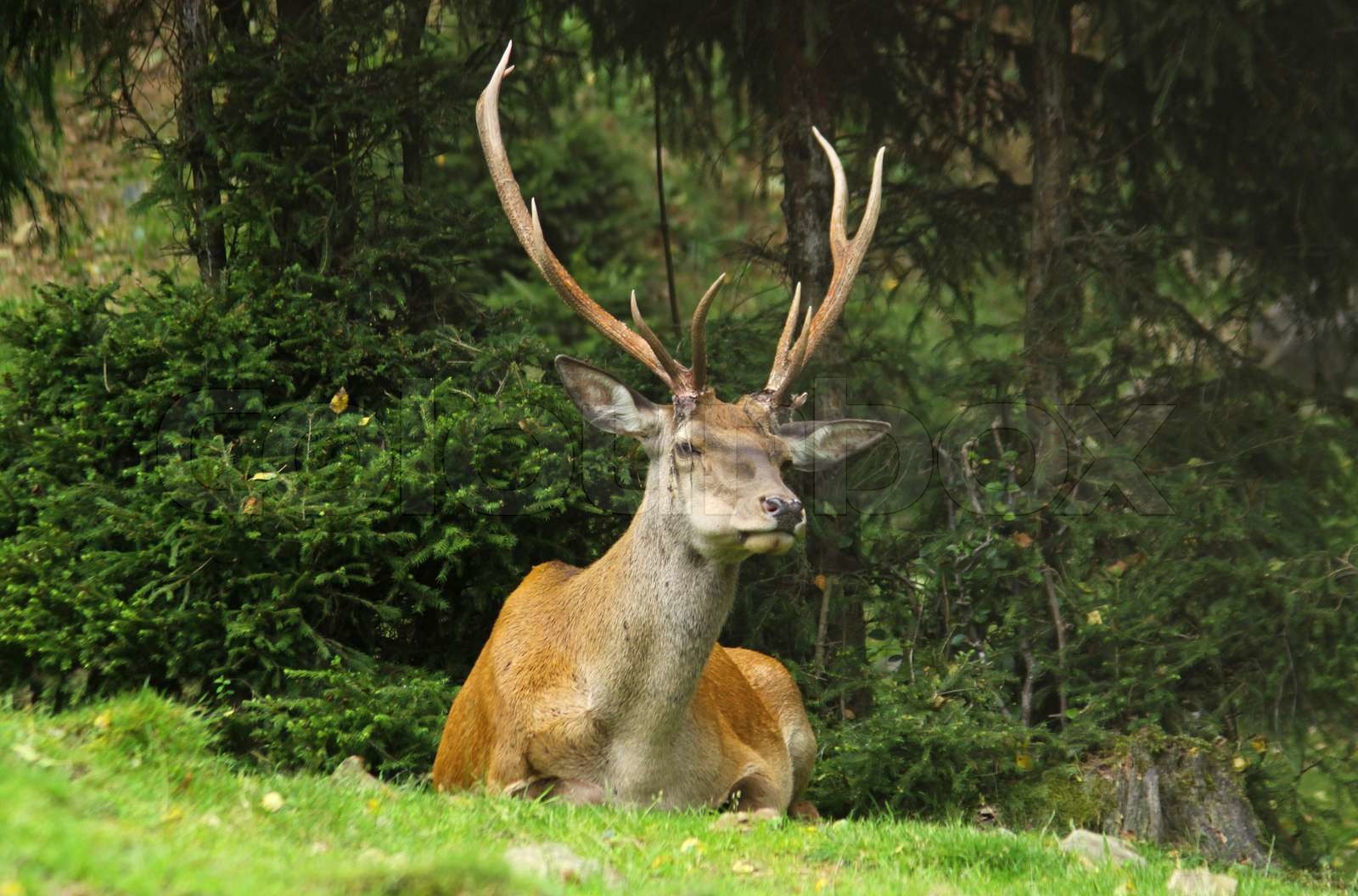 Portræt af en vild hjort | Stock foto | Colourbox