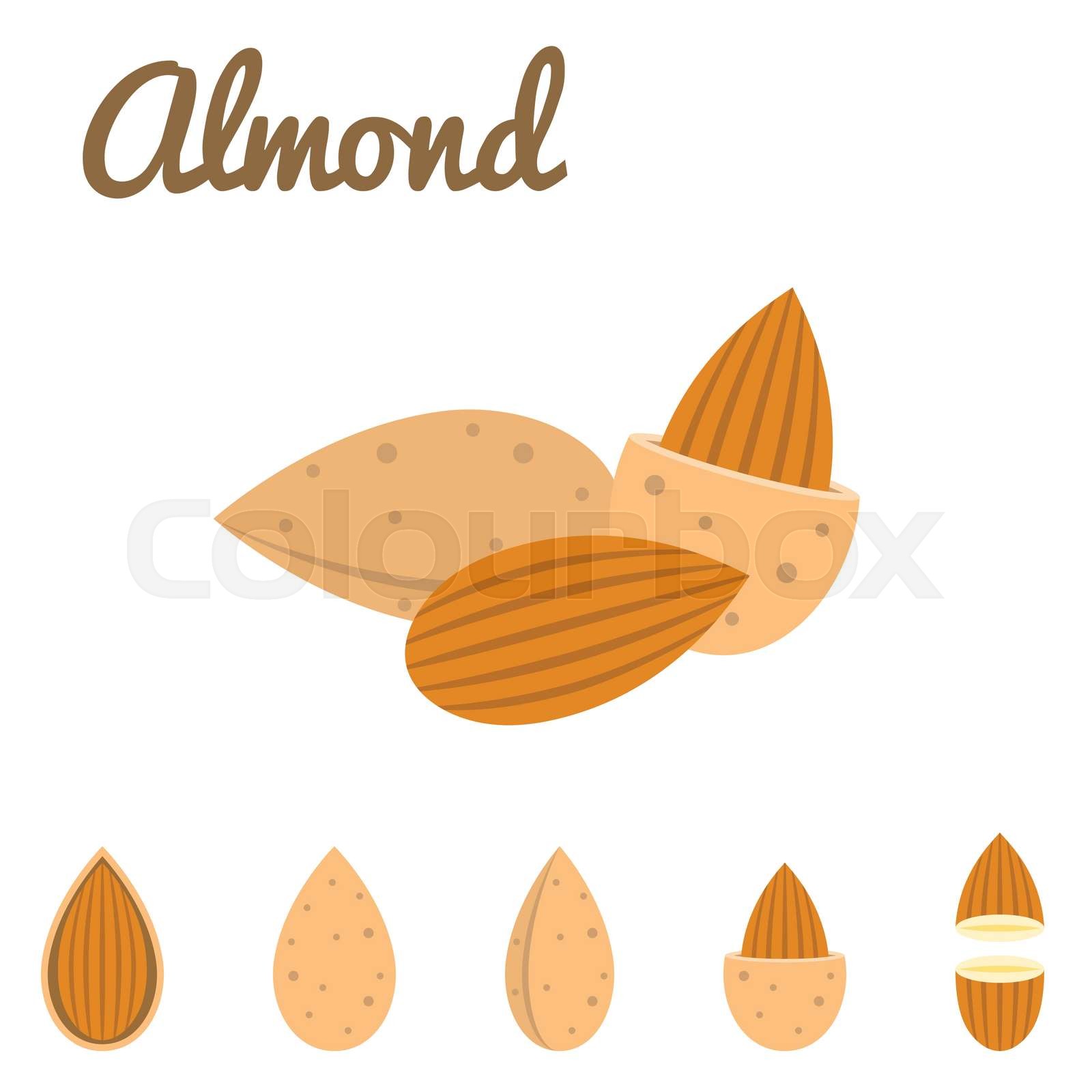 Vector almond icon, flat design | Stock vector | Colourbox