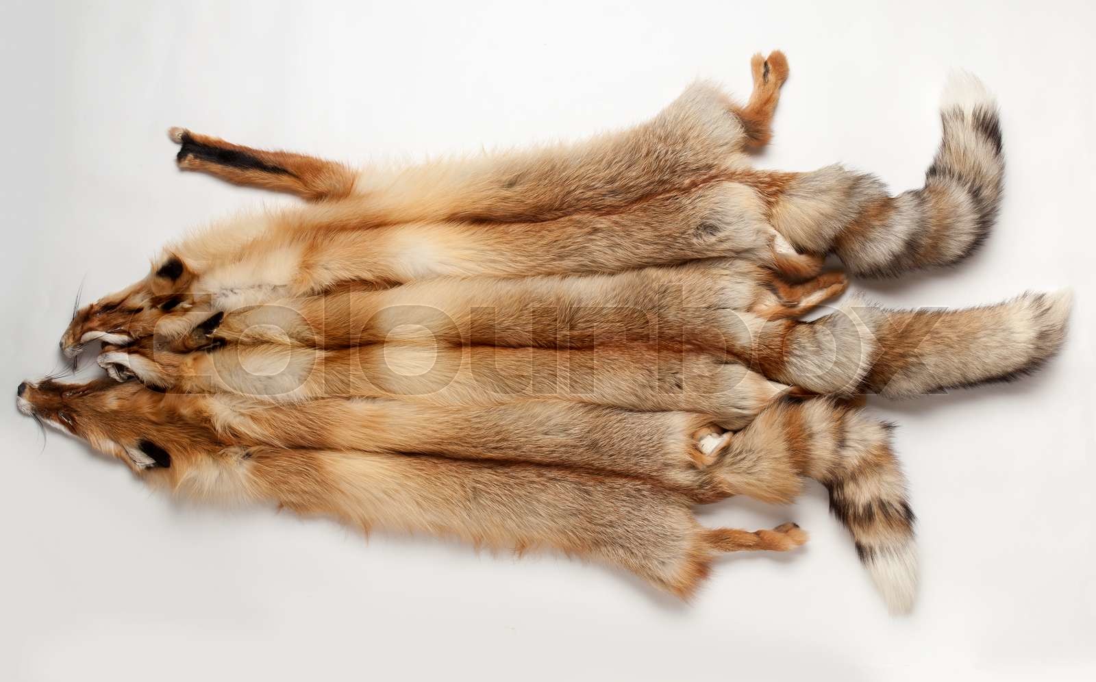 fox skin | Stock image | Colourbox