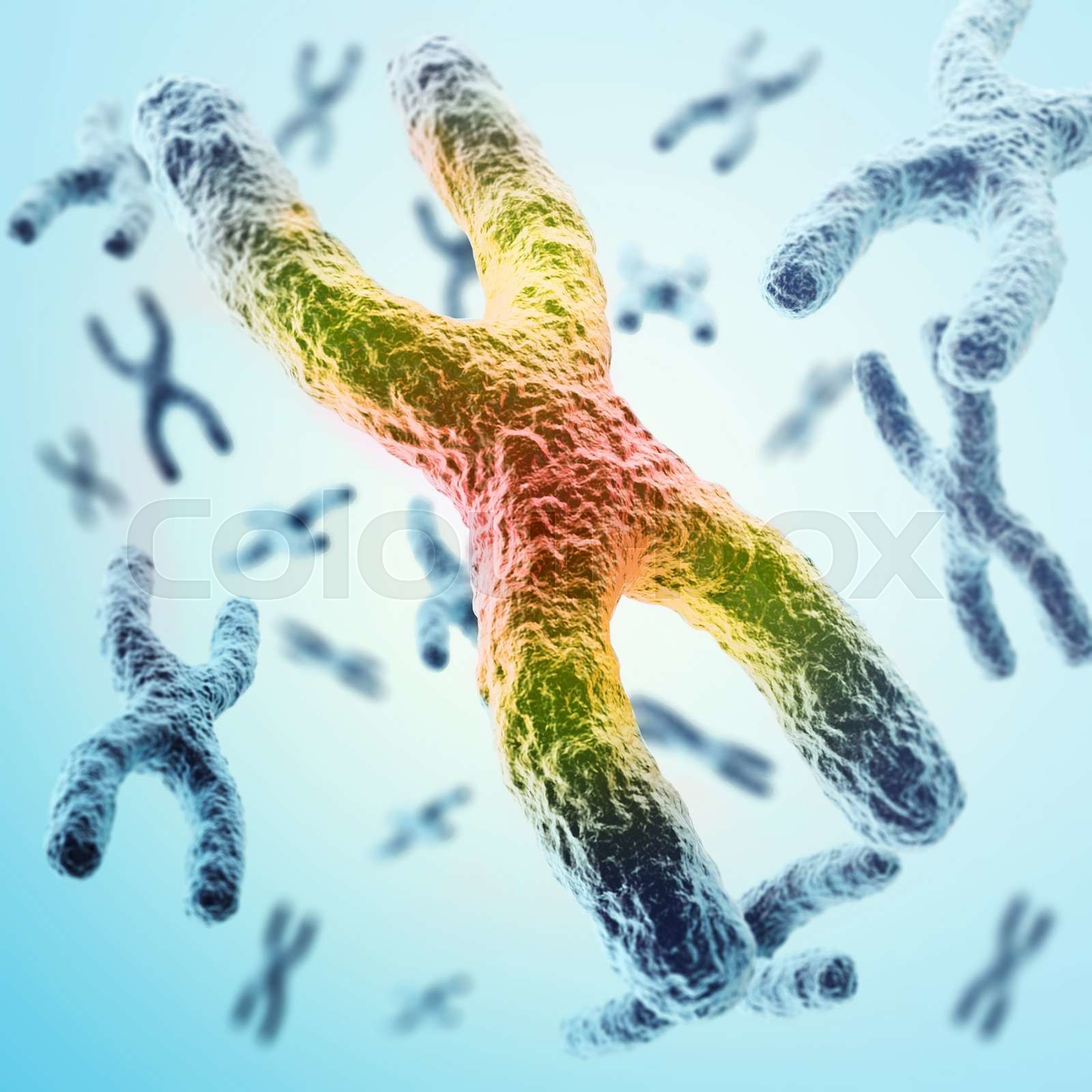 X-chromosomes as a concept for a human biology as a medical symbol for ...