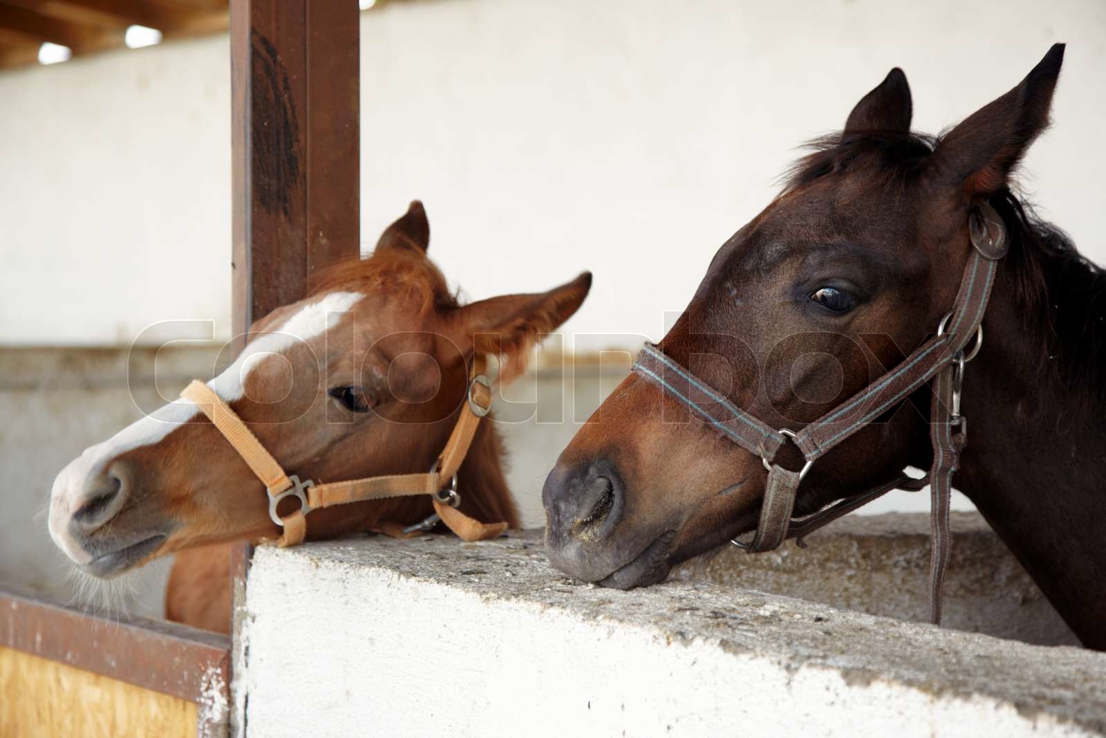 Zwei Pferde im Stall. | Stock Bild | Colourbox