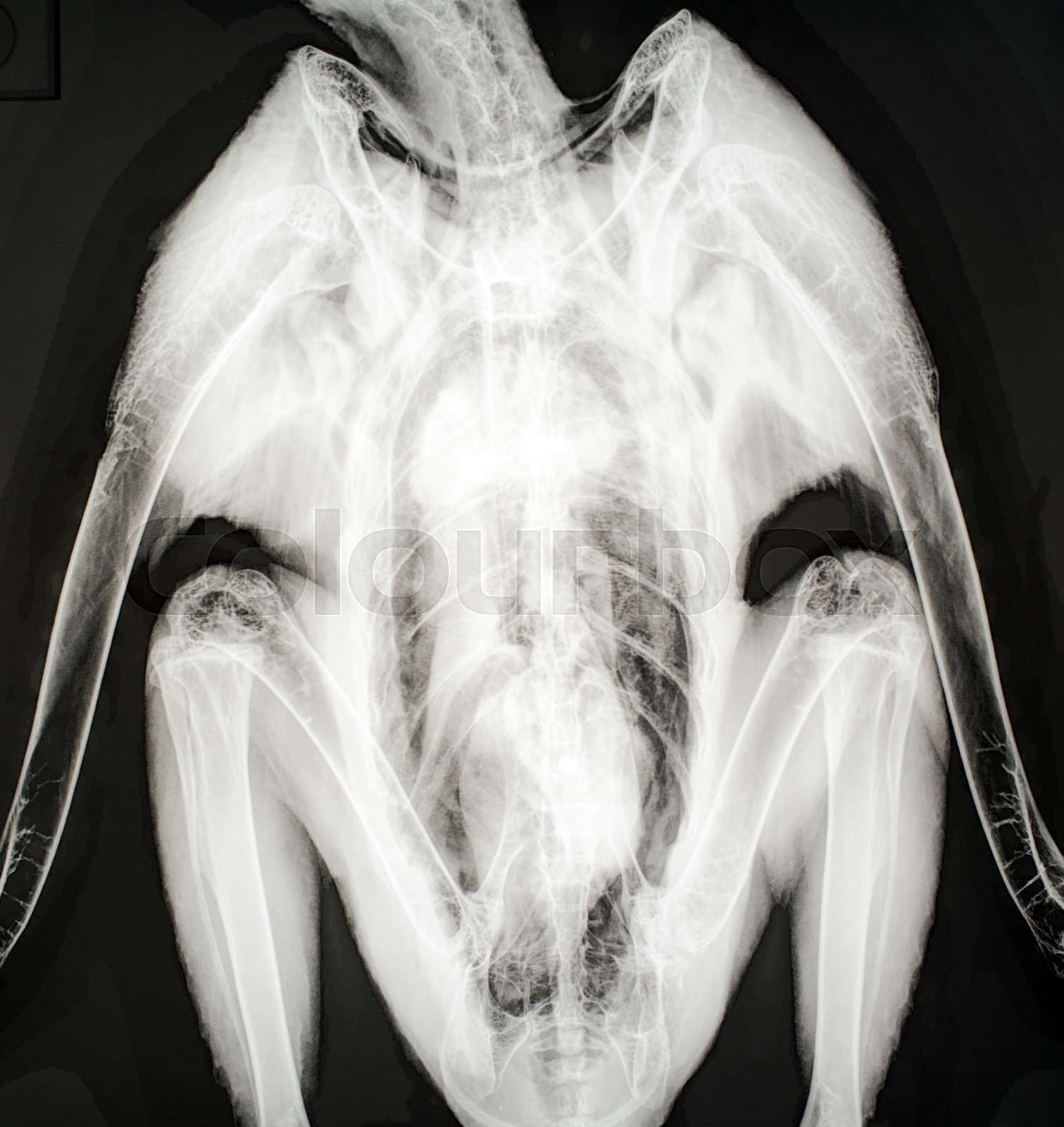 X-ray image of a bird. | Stock image | Colourbox
