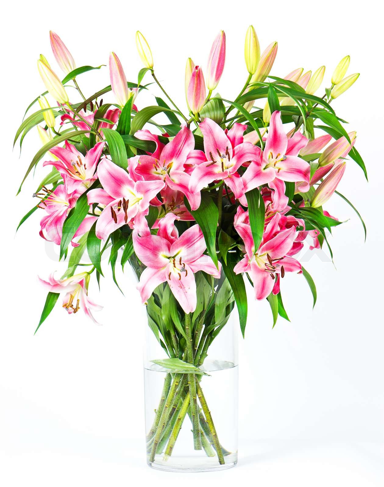 bouquet of lily flowers | Stock image | Colourbox