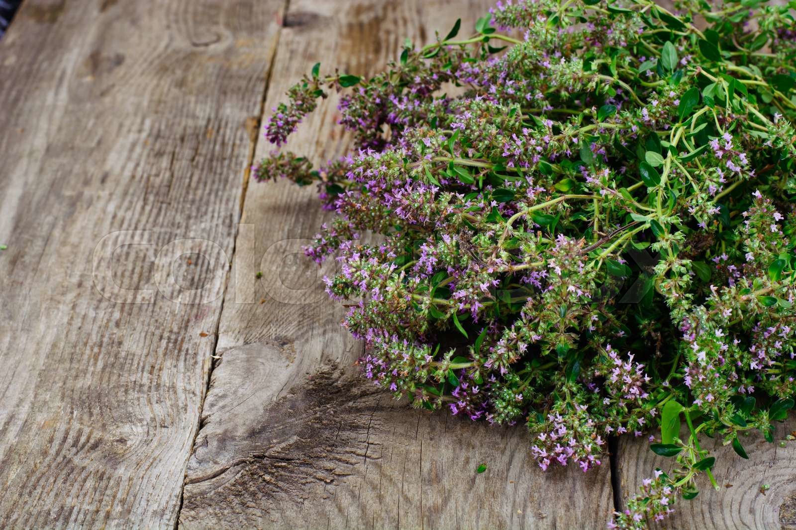 Flowers and Stems of Thyme | Stock image | Colourbox