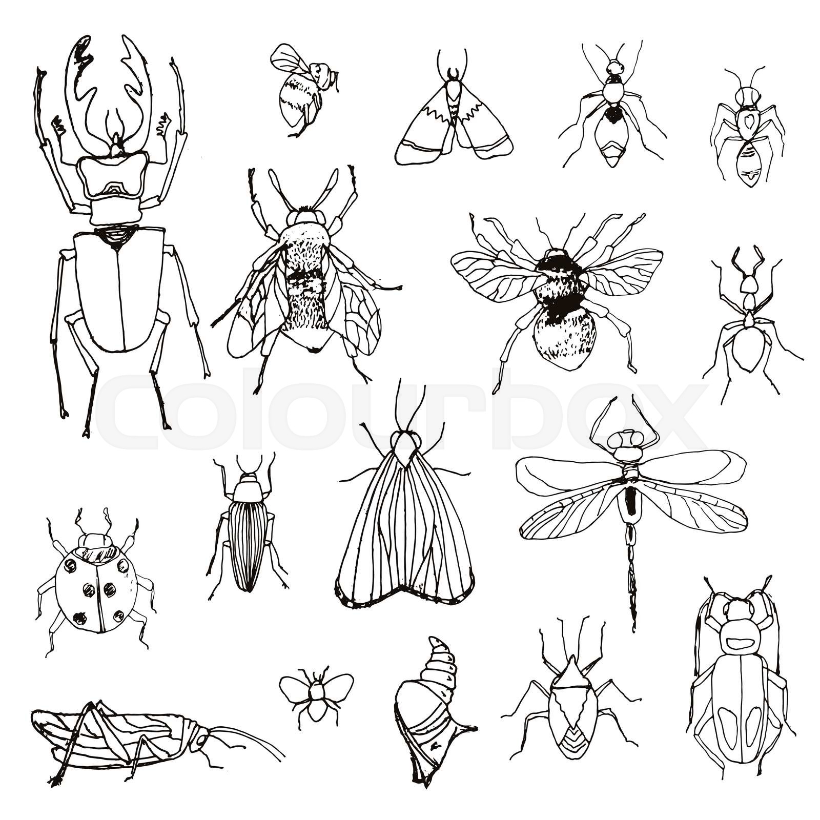 insekter, tegnet, insekt | Stock vektor | Colourbox