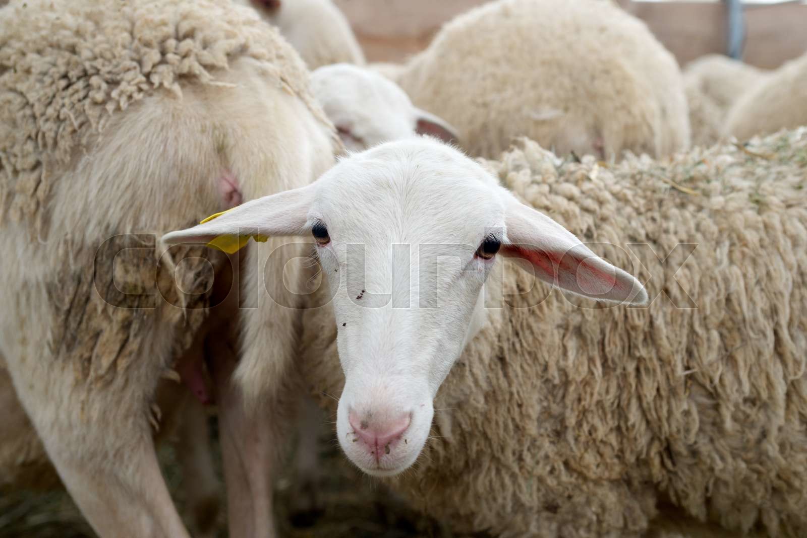Sheep close up | Stock image | Colourbox