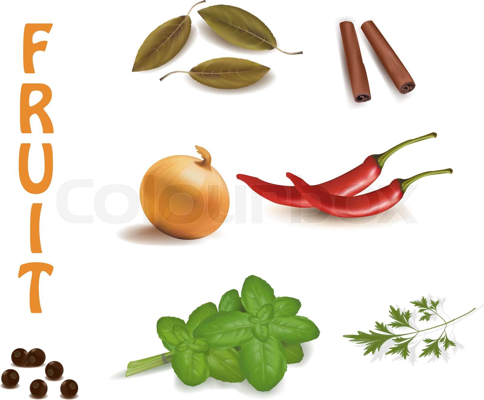 Group of spices. Vector. | Stock vector | Colourbox