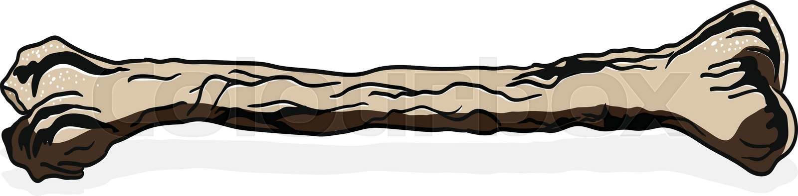 Vector illustration of bone | Stock vector | Colourbox