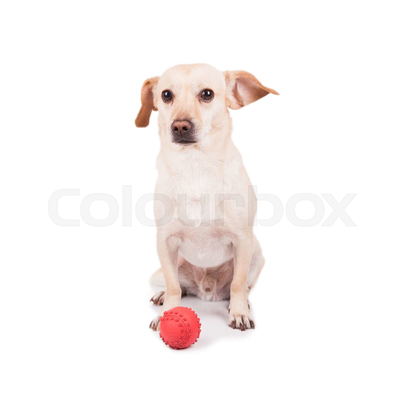 Happy young dog with red ball | Stock image | Colourbox
