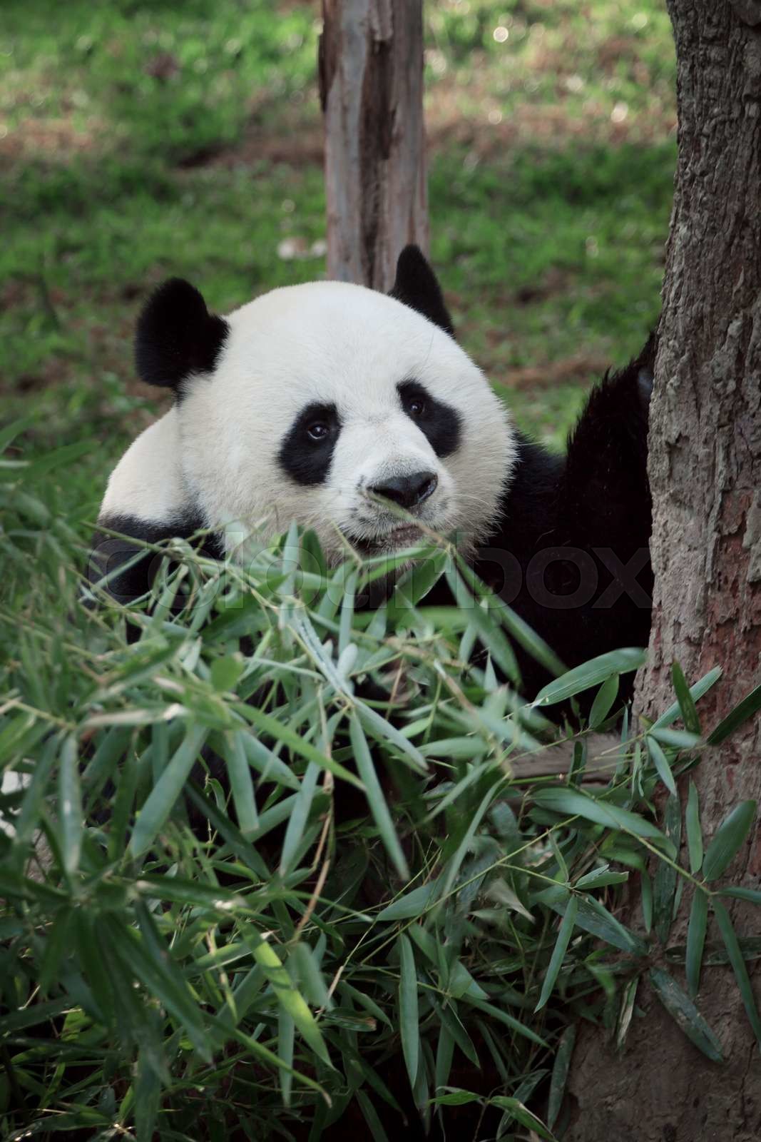 panda | Stock image | Colourbox