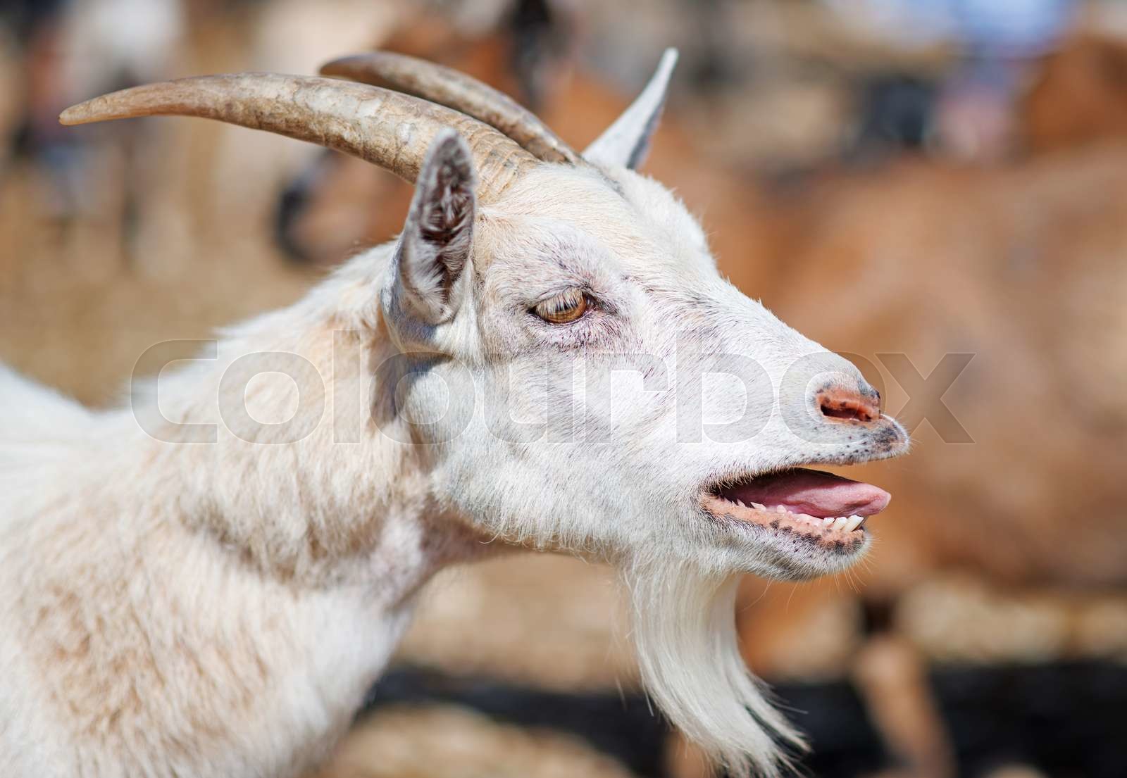 Goat Bleating
