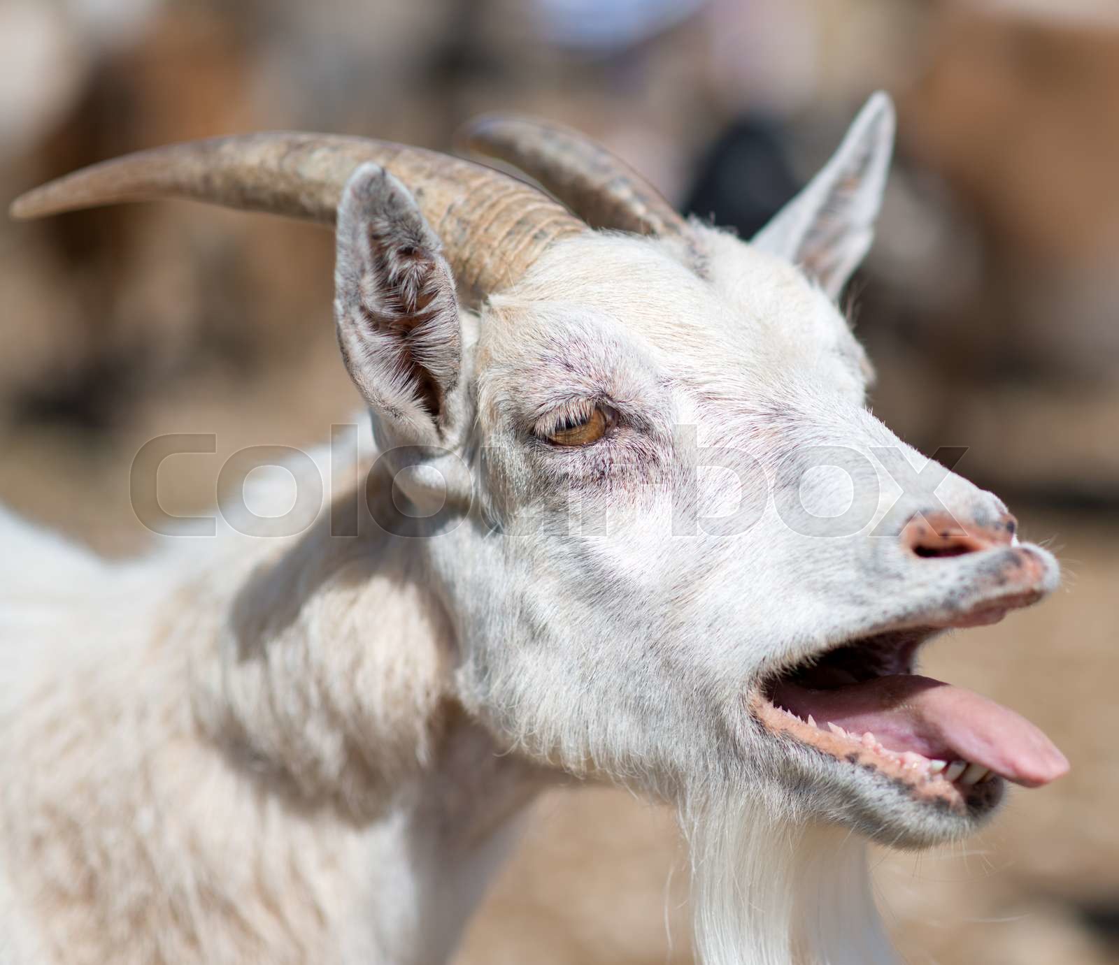 Close-up view of bleating goat. | Stock image | Colourbox