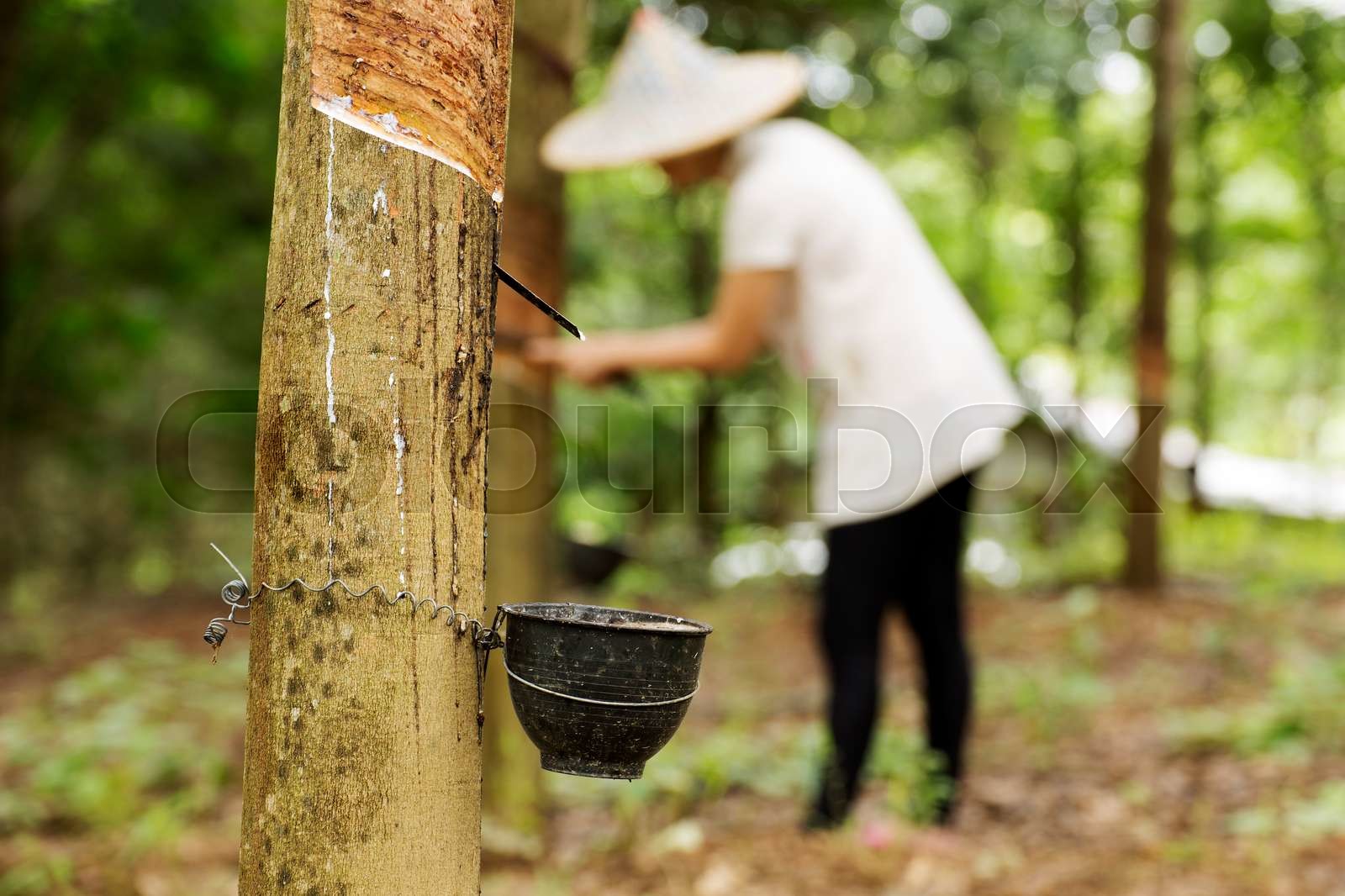 tapping latex from the rubber tree | Stock image | Colourbox