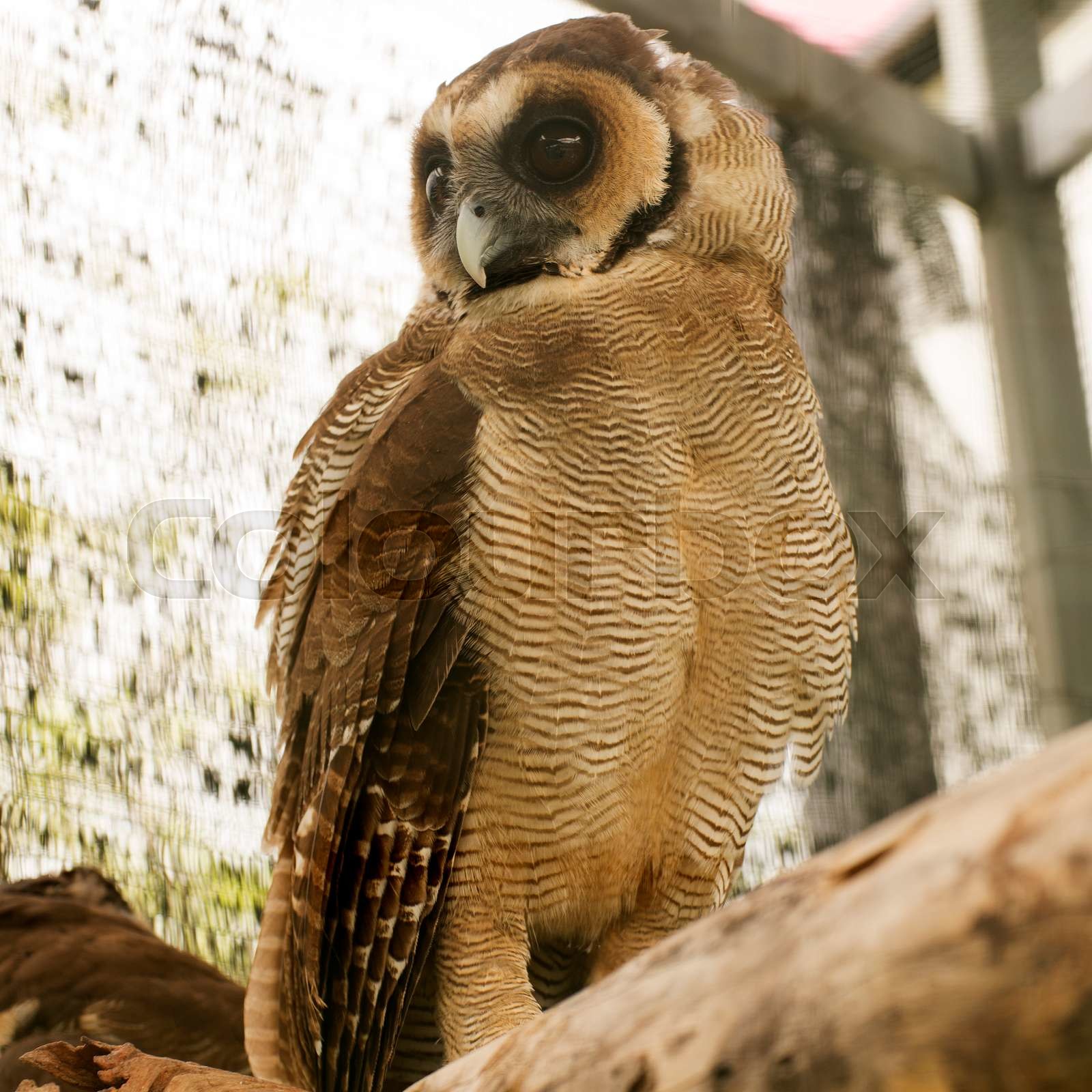 Brown faced owl | Stock image | Colourbox