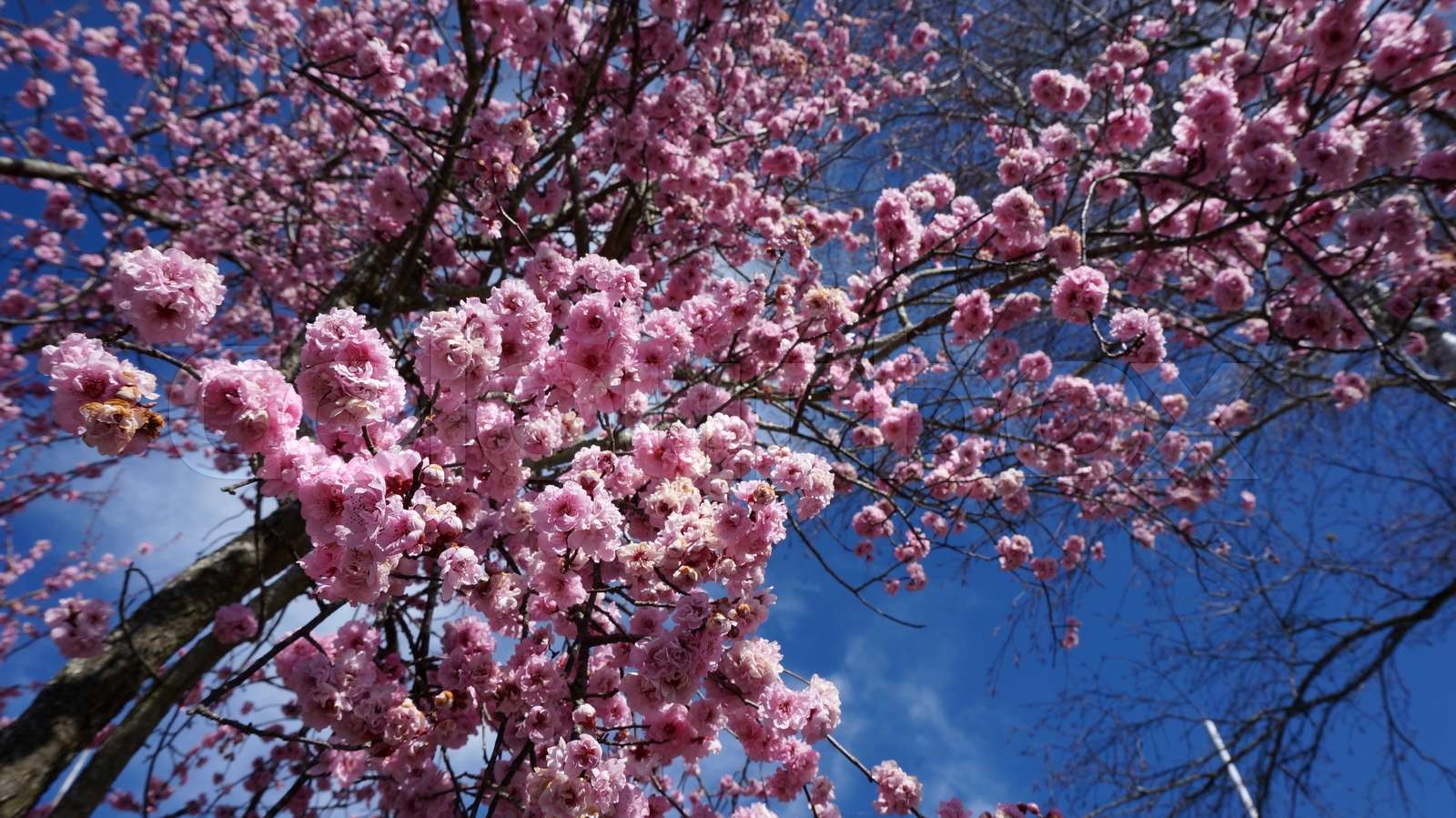 Cherry Blossoms in Australia | Stock image | Colourbox