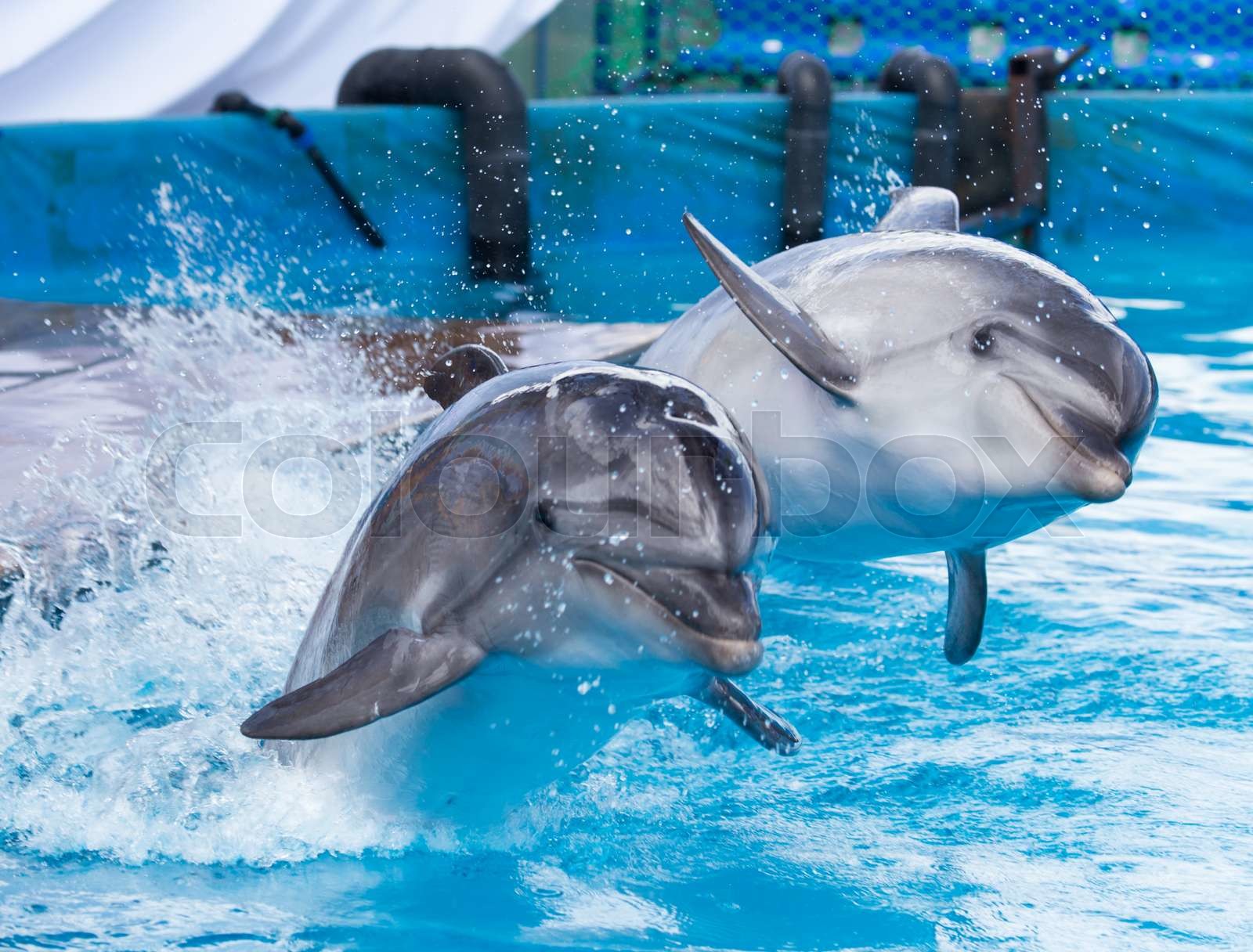 Cute Baby Dolphins Jumping
