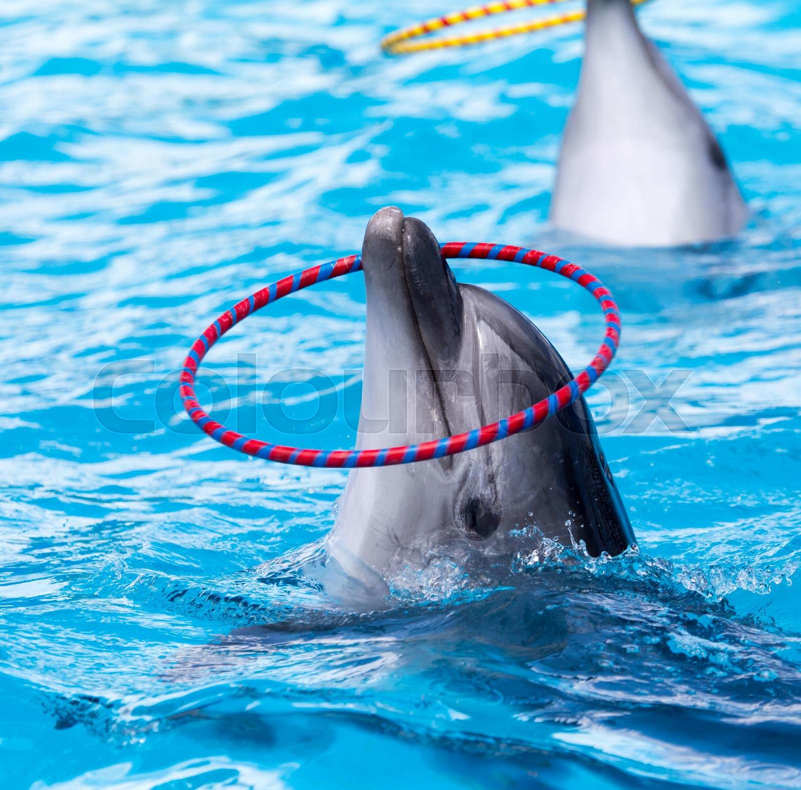 dolphin spinning hoop in the pool | Stock image | Colourbox