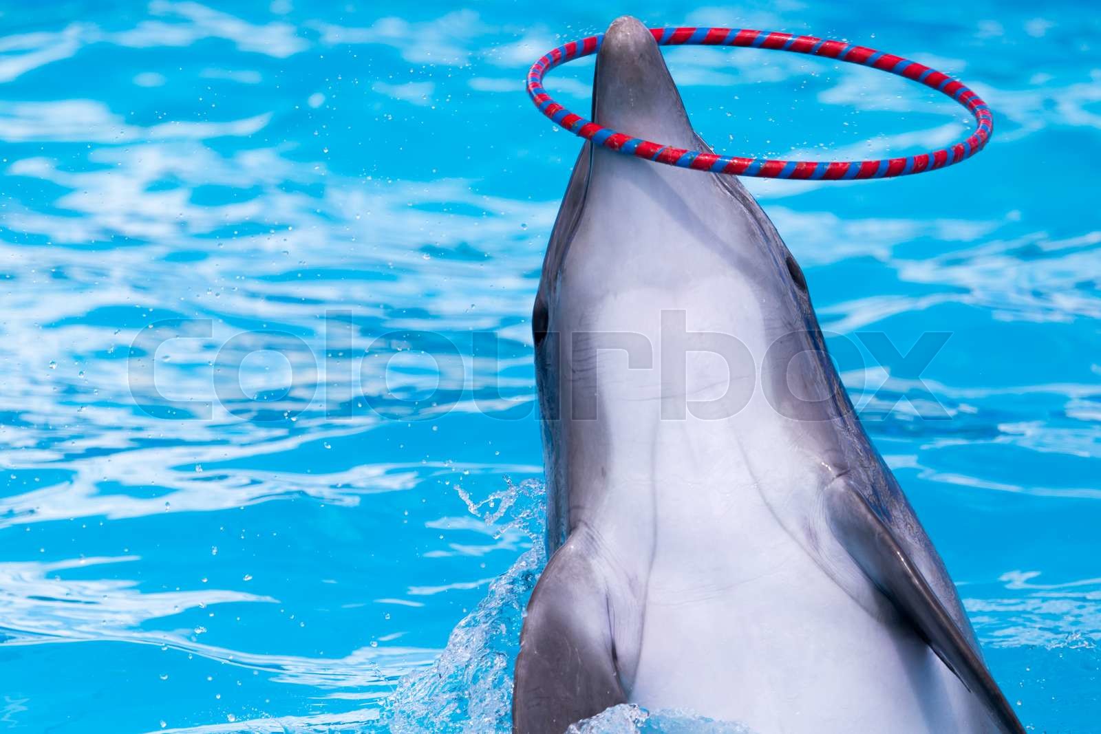 dolphin spinning hoop in the pool | Stock image | Colourbox