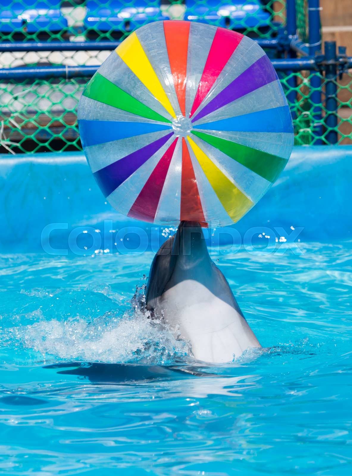 dolphin with a ball in the pool | Stock image | Colourbox