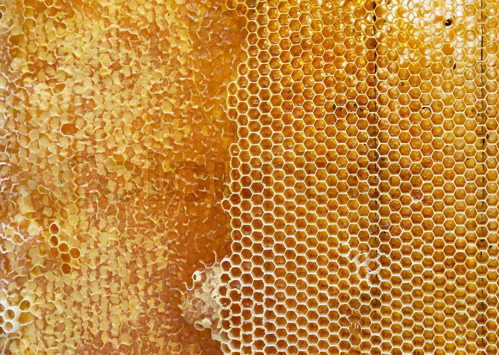 honeycomb filled with honey texture | Stock image | Colourbox