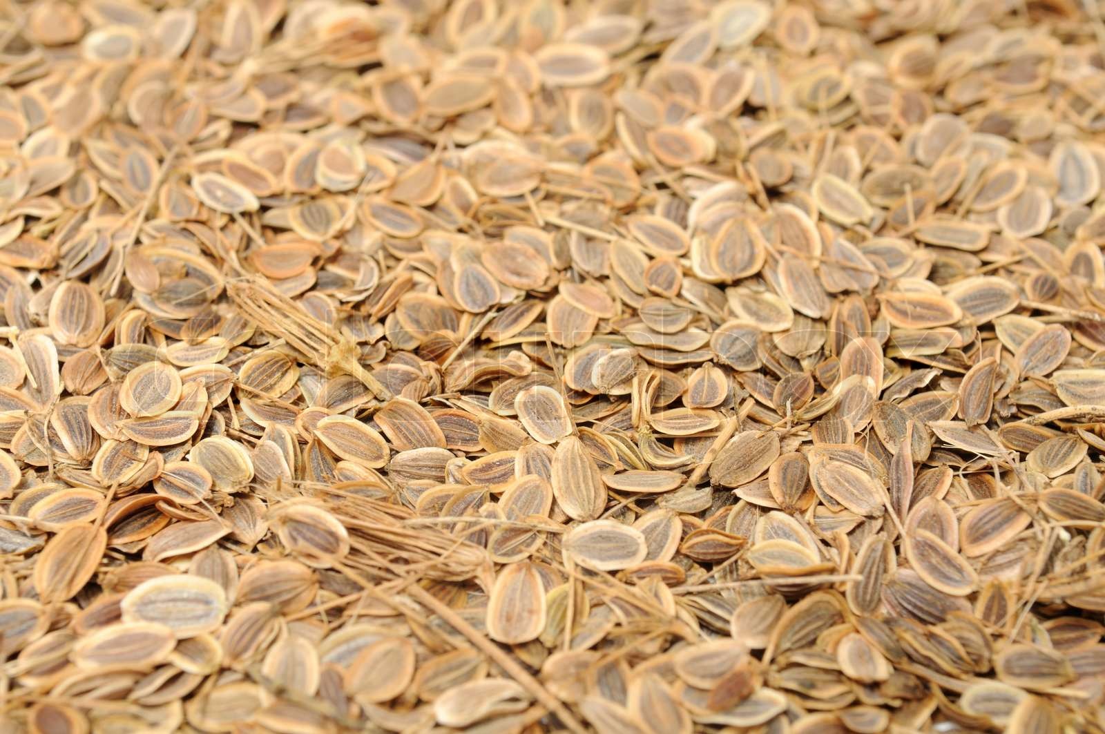 Dill Seeds Close-up as Background | Stock image | Colourbox