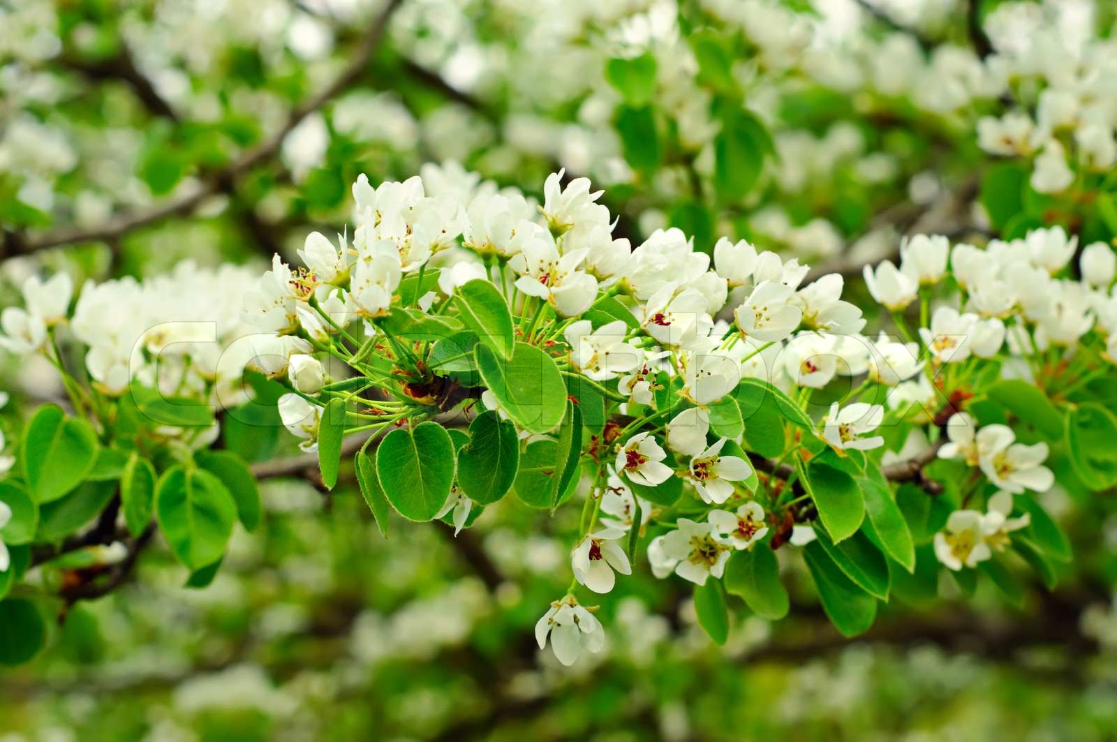 Branches of a blossoming pear-tree, shallow depth of field | Stock ...