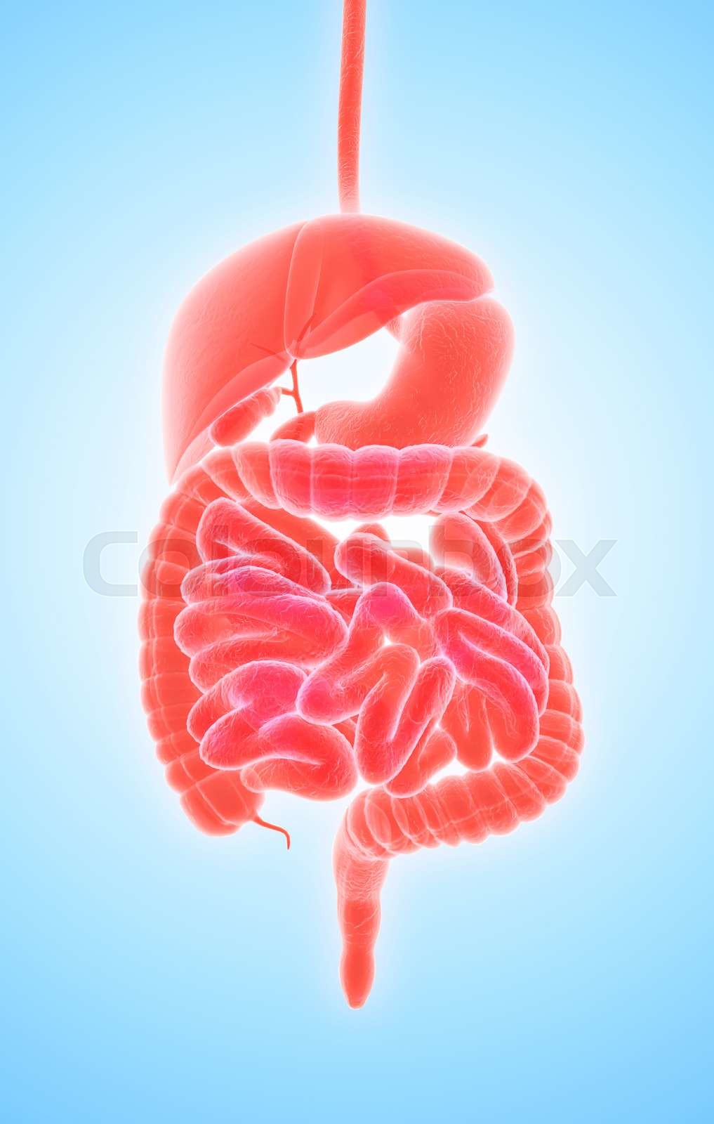 3D human male x-ray digestive system. | Stock image | Colourbox