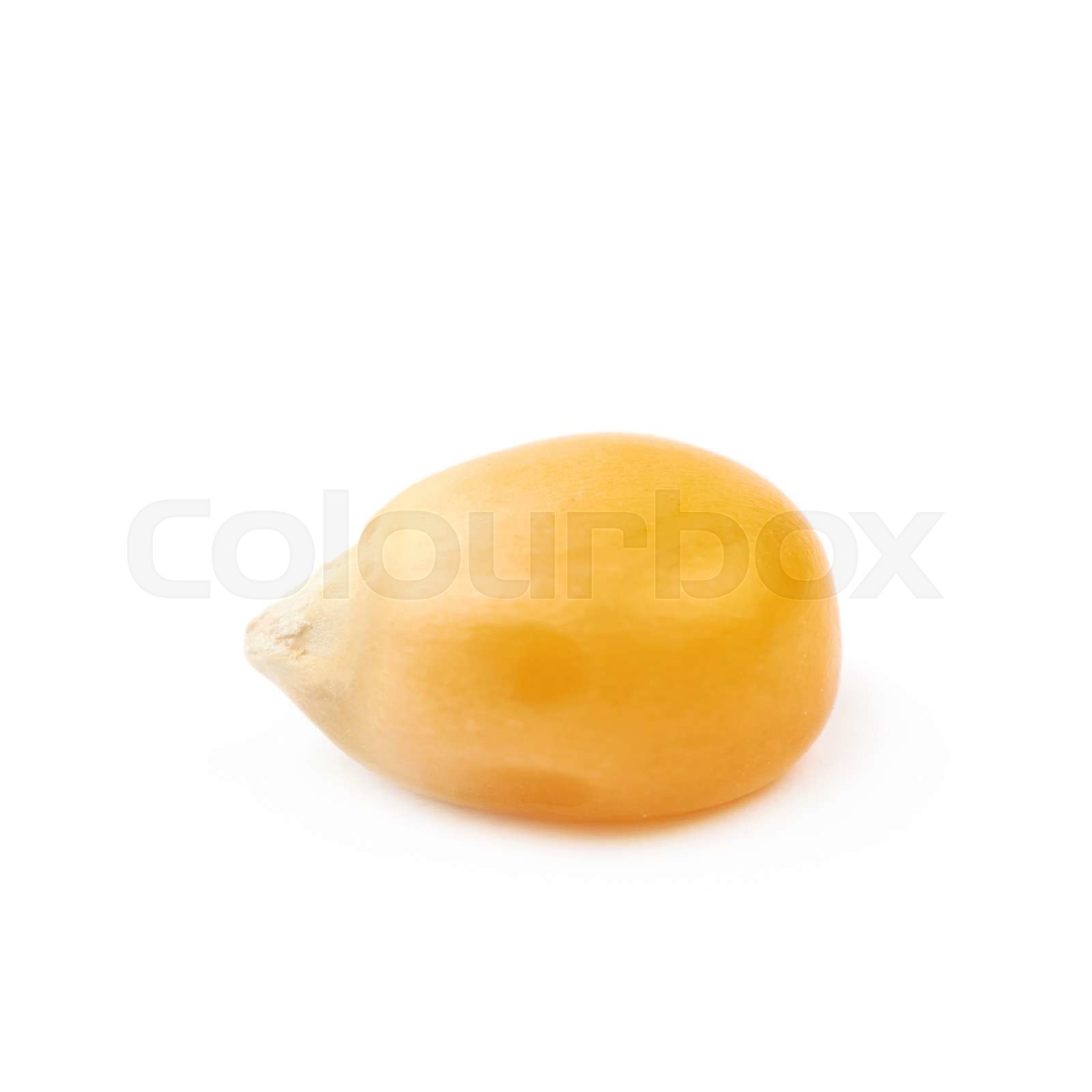 Single corn kernel isolated | Stock image | Colourbox
