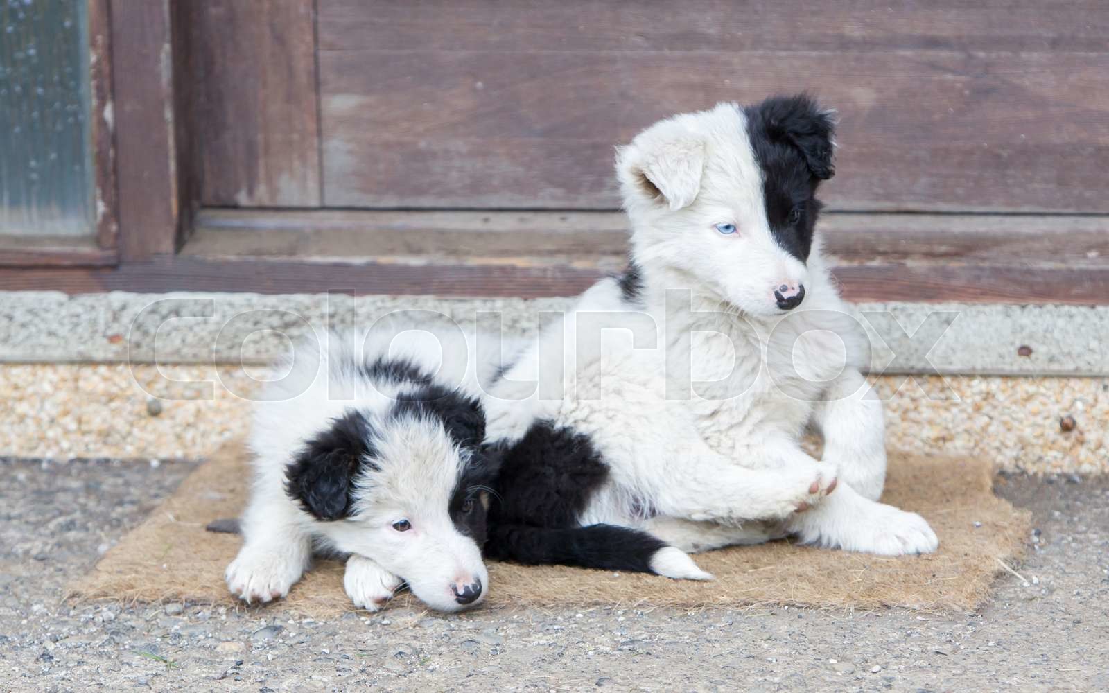 Border Collie puppies sleeping on a farm | Stock image | Colourbox