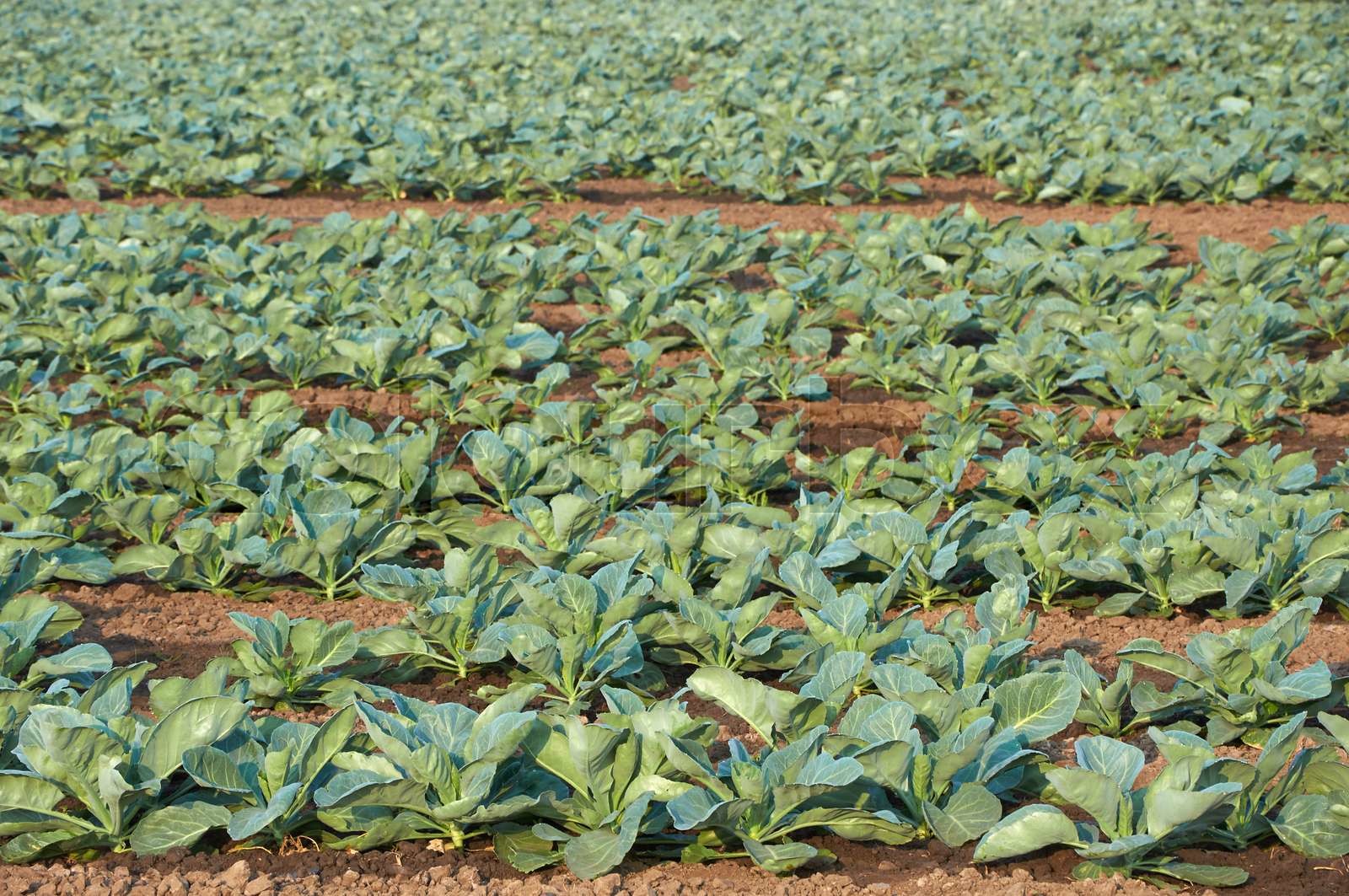 Long rows of unripe cabbage | Stock image | Colourbox