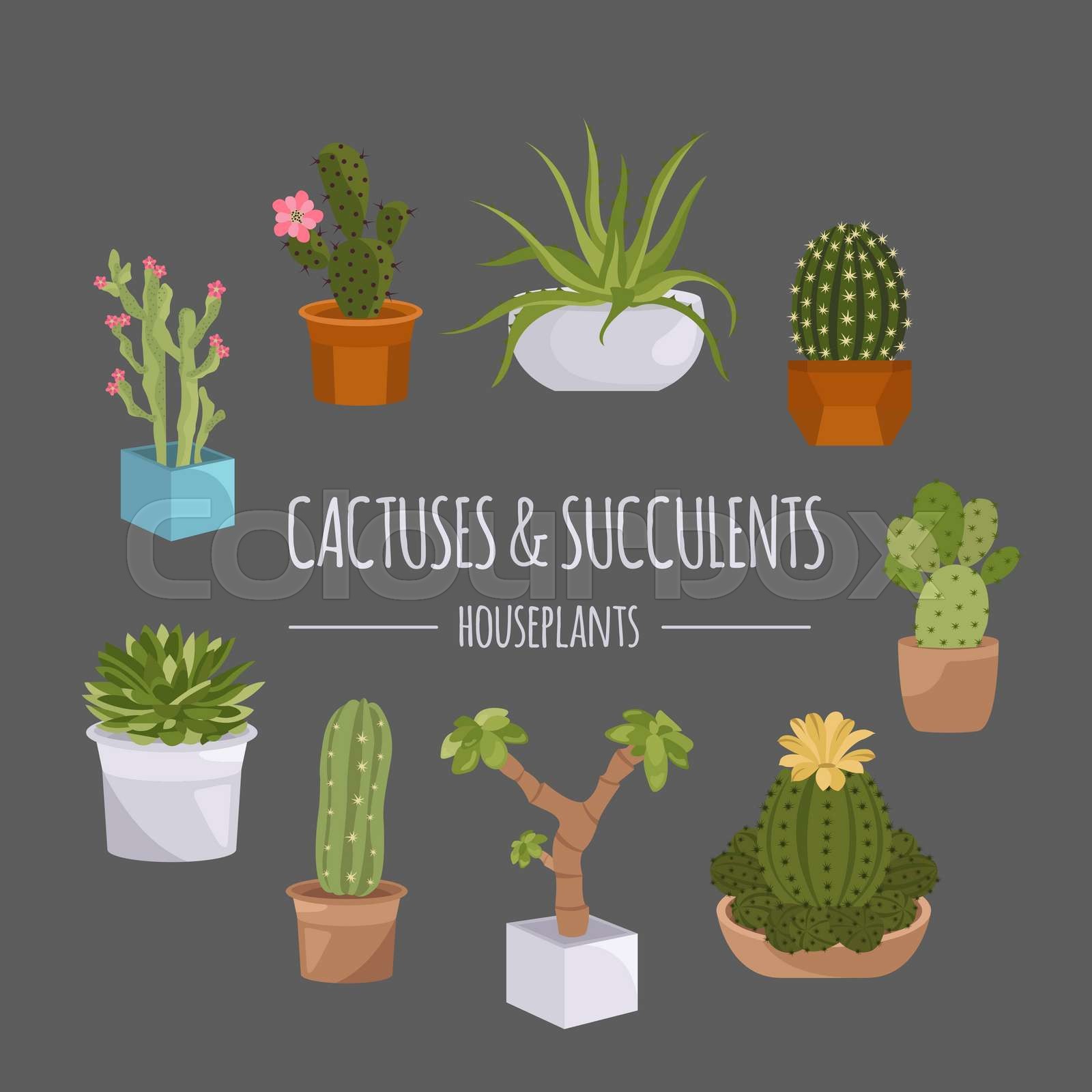 Cactuses and succulents icon set. Houseplants | Stock vector | Colourbox