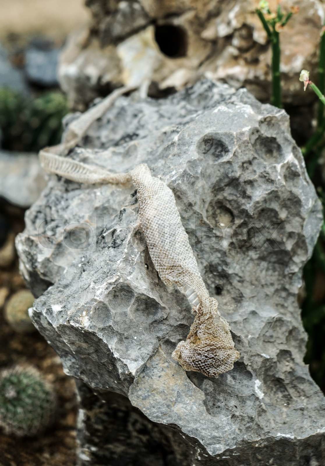 Dry shedded snake skin | Stock image | Colourbox