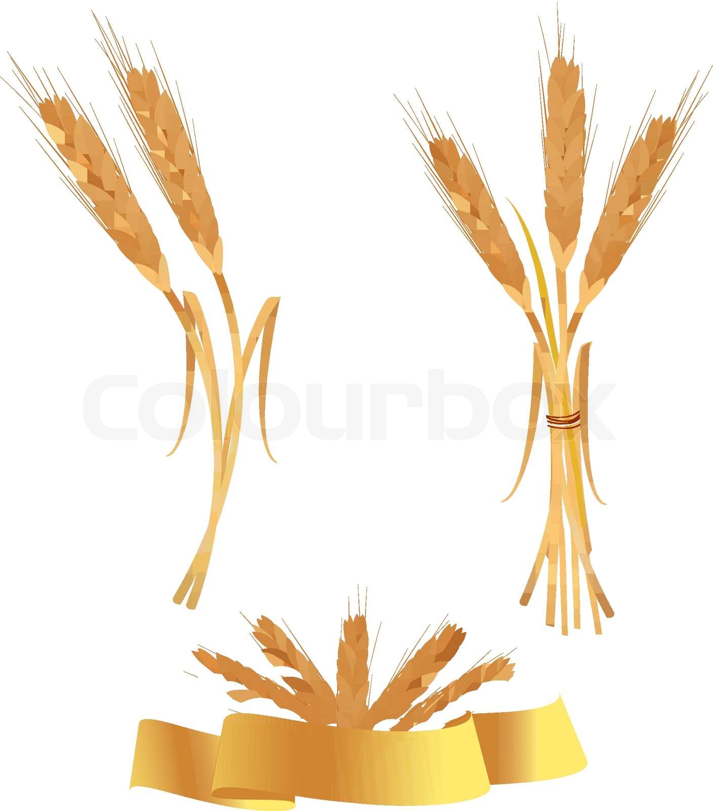 Some ears of wheat and ribbon. Vector. | Stock vector | Colourbox