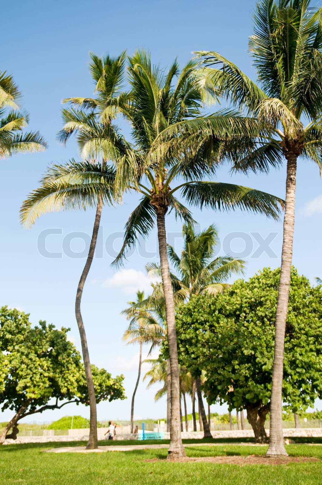 Palmen am Strand bei hellen Tag | Stock Bild | Colourbox