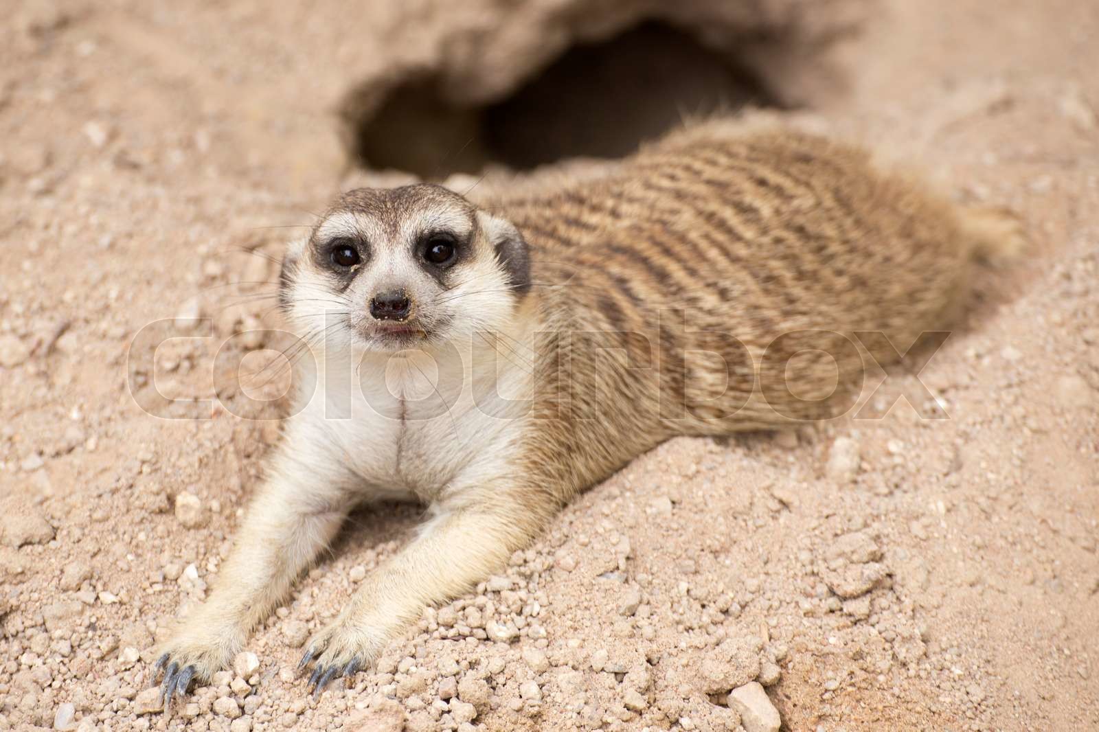 Meerkat sleep on the ground | Stock image | Colourbox