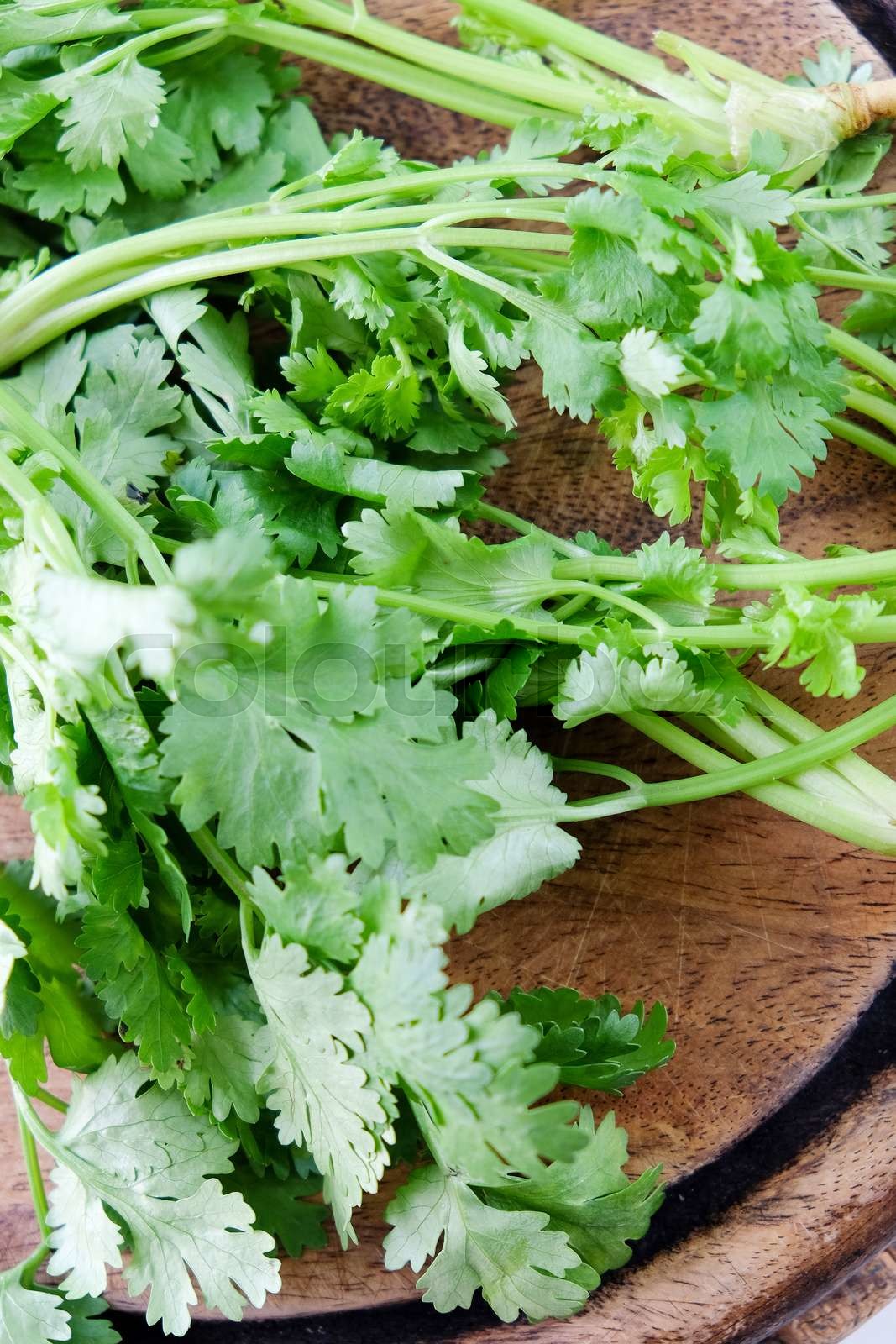 fresh coriander | Stock image | Colourbox