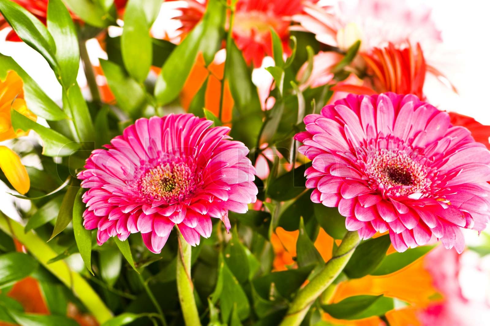 Gerbera Blumen Agaisnt grün verschwommen Hintergrund | Stock Bild ...
