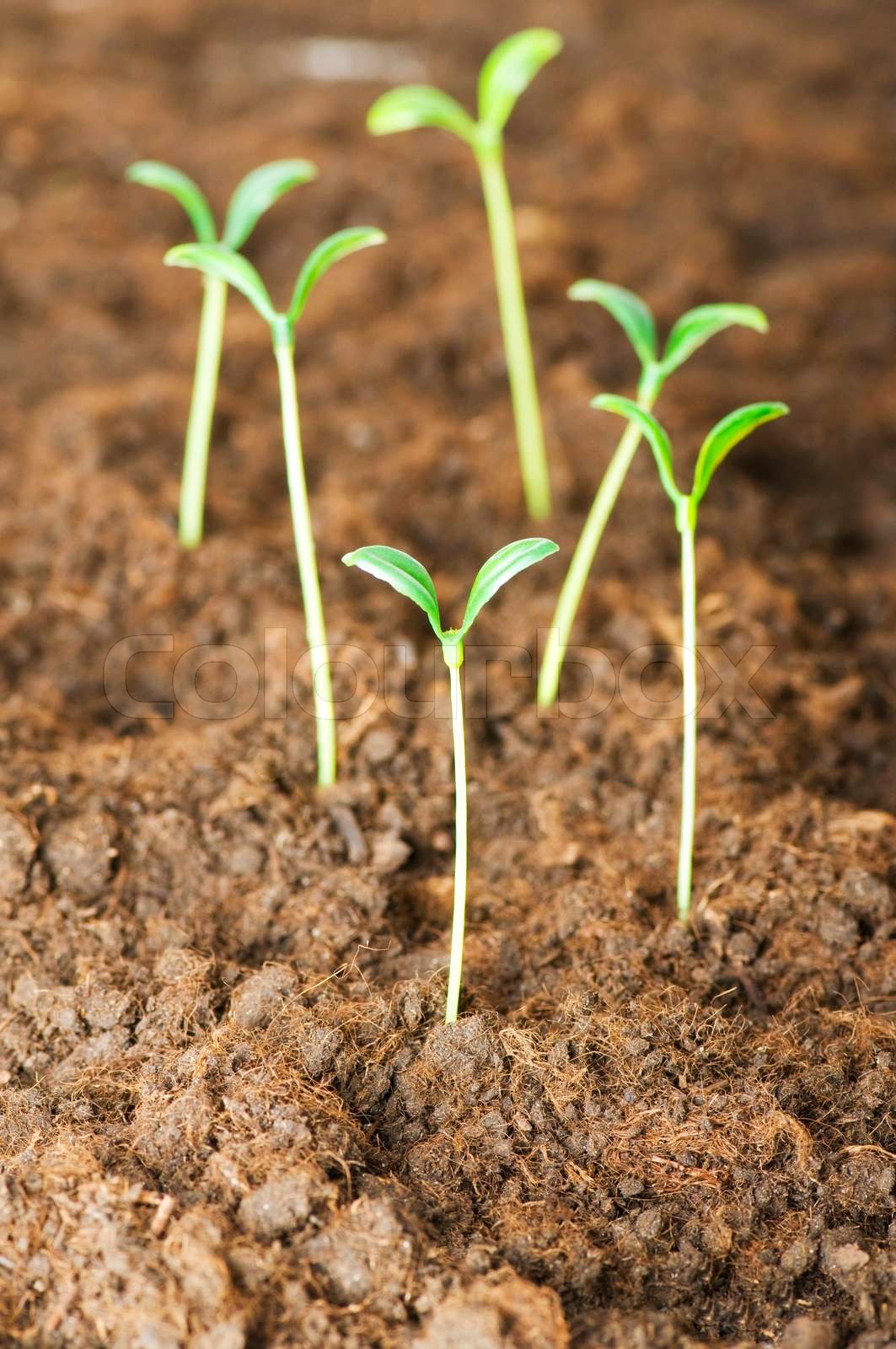 New life concept - green seedling growing out of soil | Stock image ...