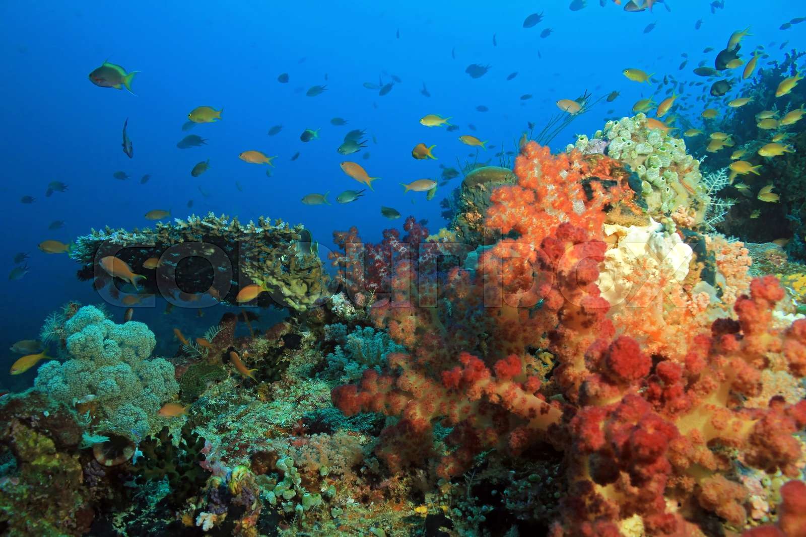 Raja Ampat Coral Reef | Stock image | Colourbox
