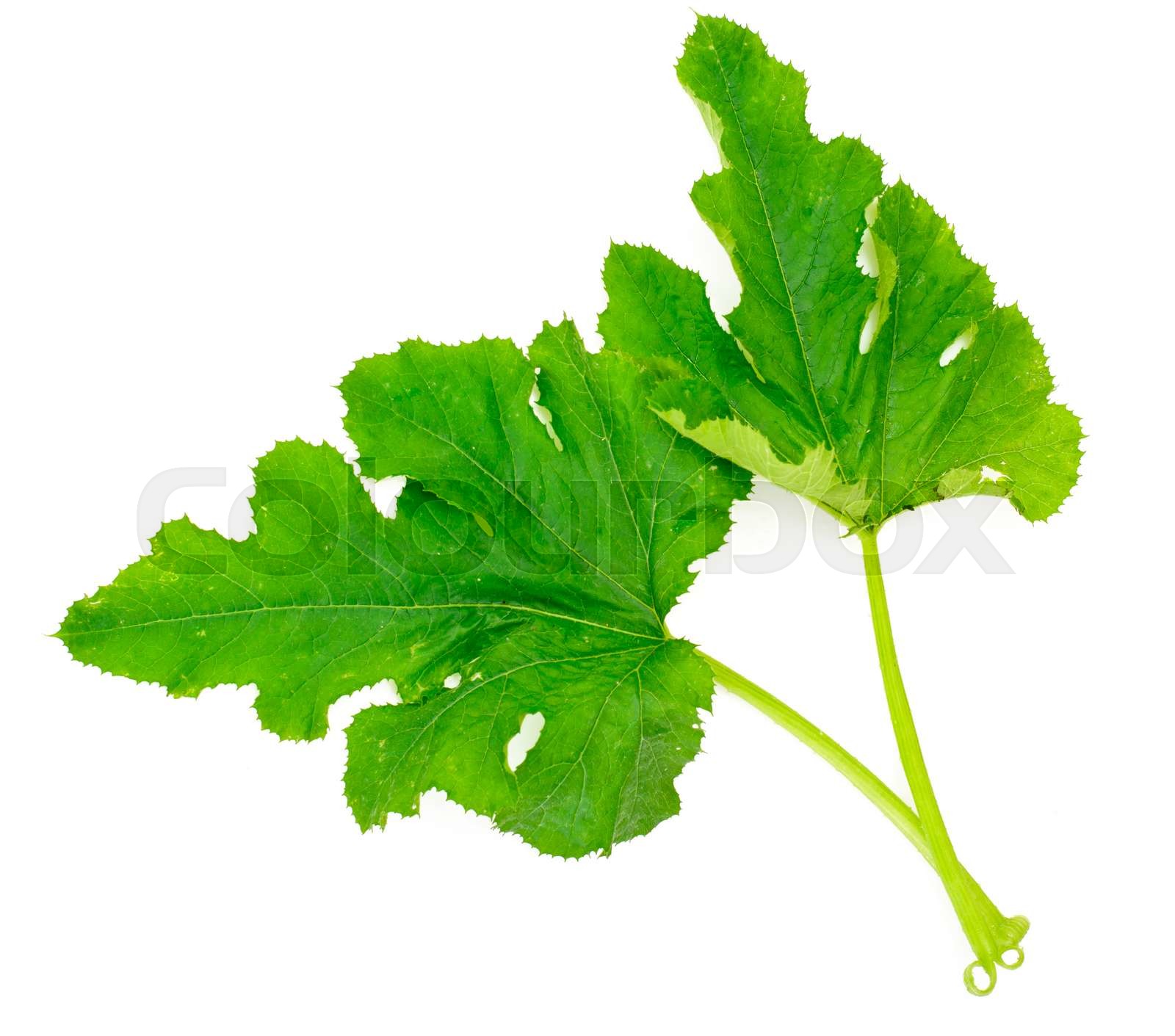 Fresh Green Zucchini Leaf on White Background | Stock image | Colourbox