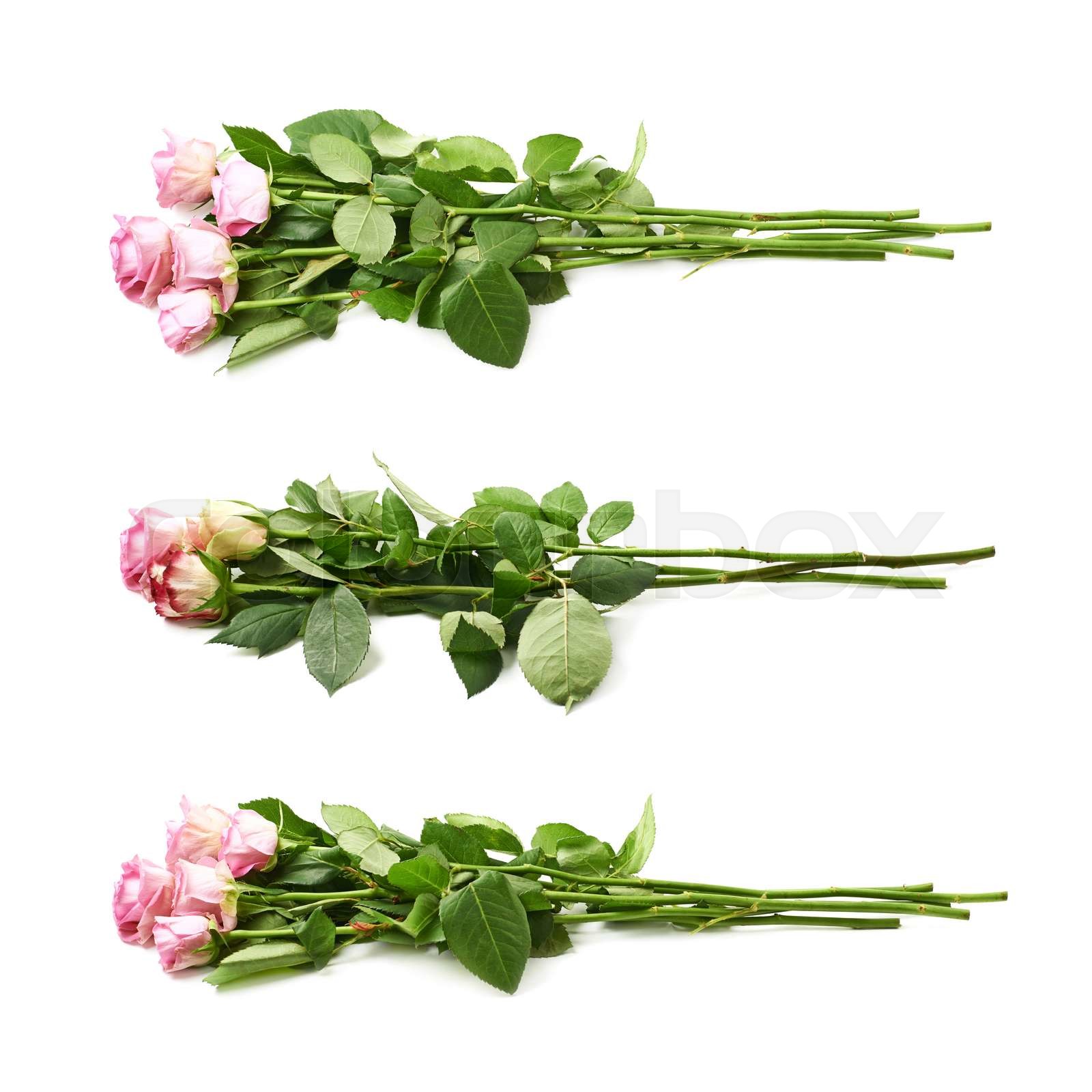 Pile of pink roses isolated | Stock image | Colourbox