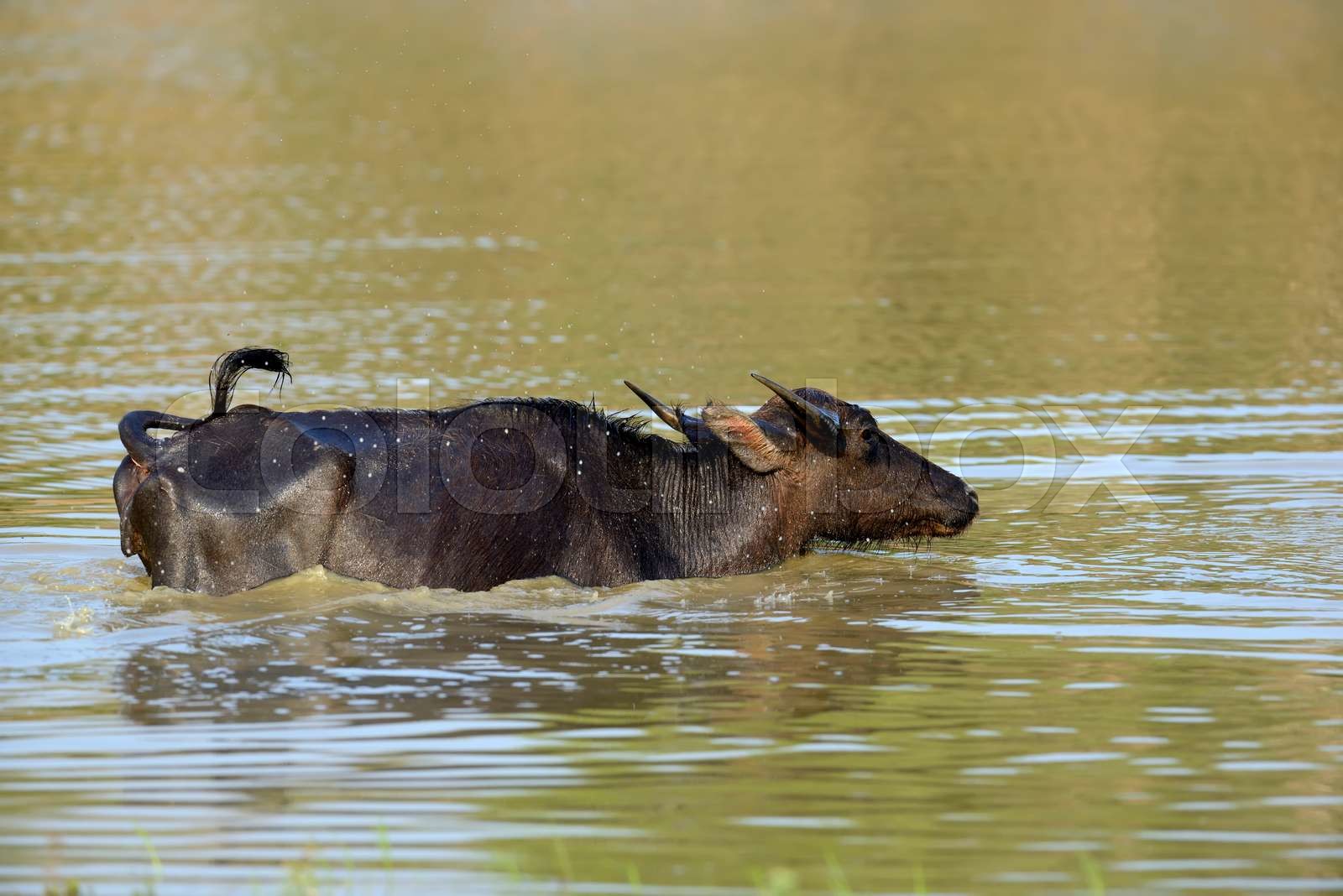 Water buffalo are bathing in a lake | Stock image | Colourbox