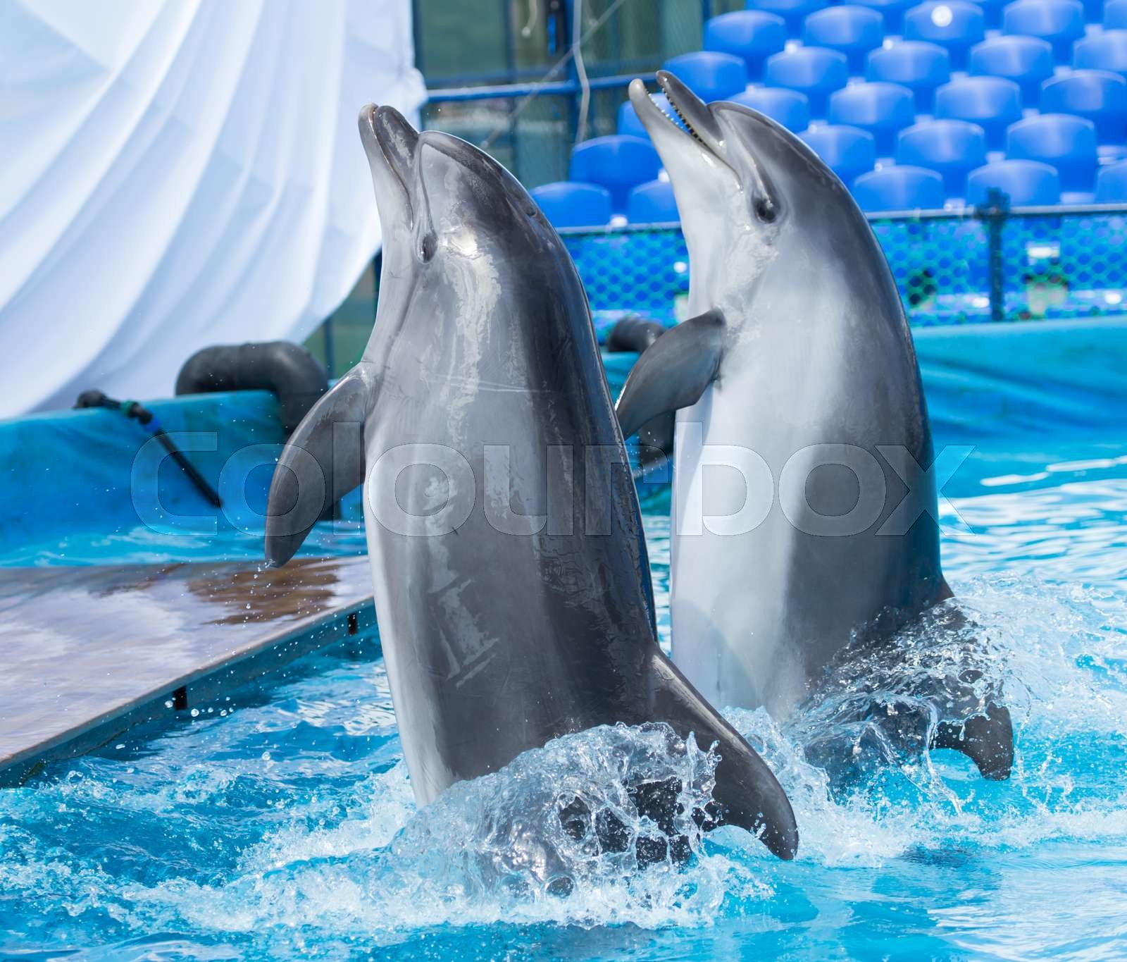 two dolphins dancing in the pool | Stock image | Colourbox