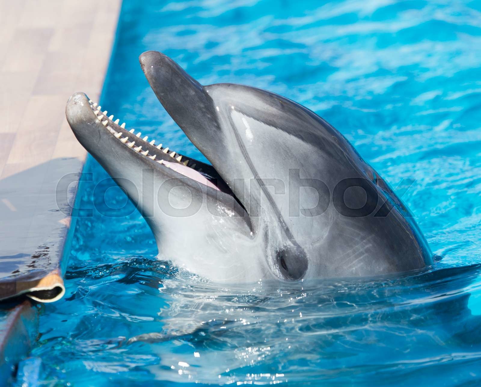 Dolphin in the pool | Stock image | Colourbox