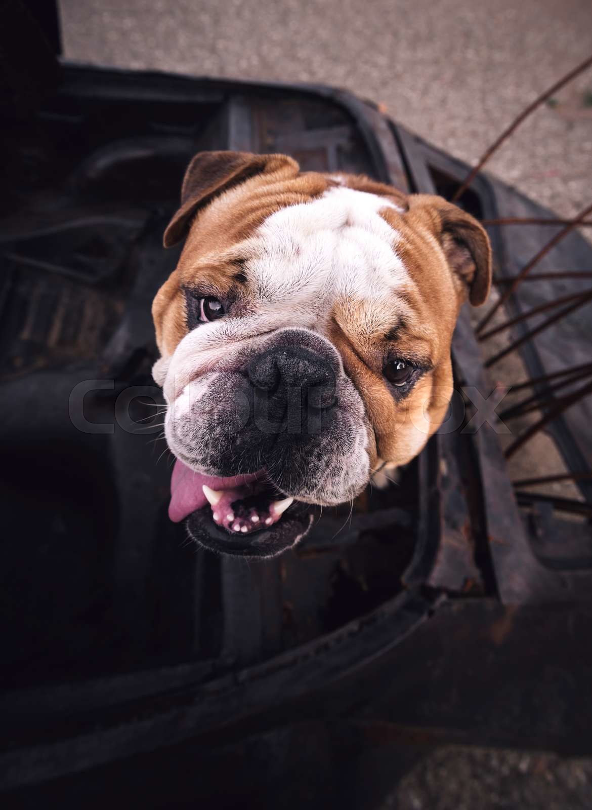 English bulldog head | Stock image | Colourbox
