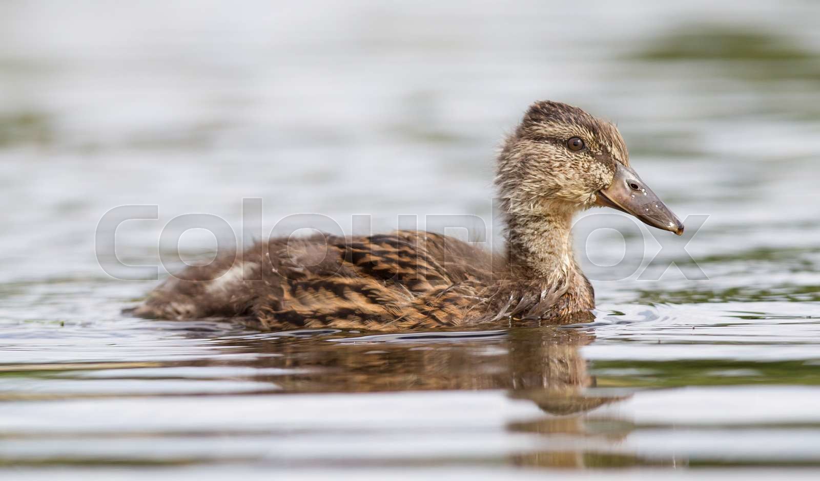 Young mallard duck, juvenile | Stock image | Colourbox