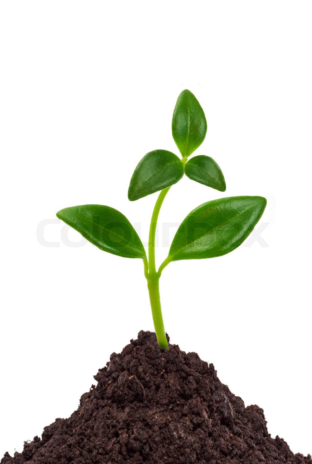 junge Pflanze im Boden isoliert auf weißem Hintergrund | Stock Bild ...