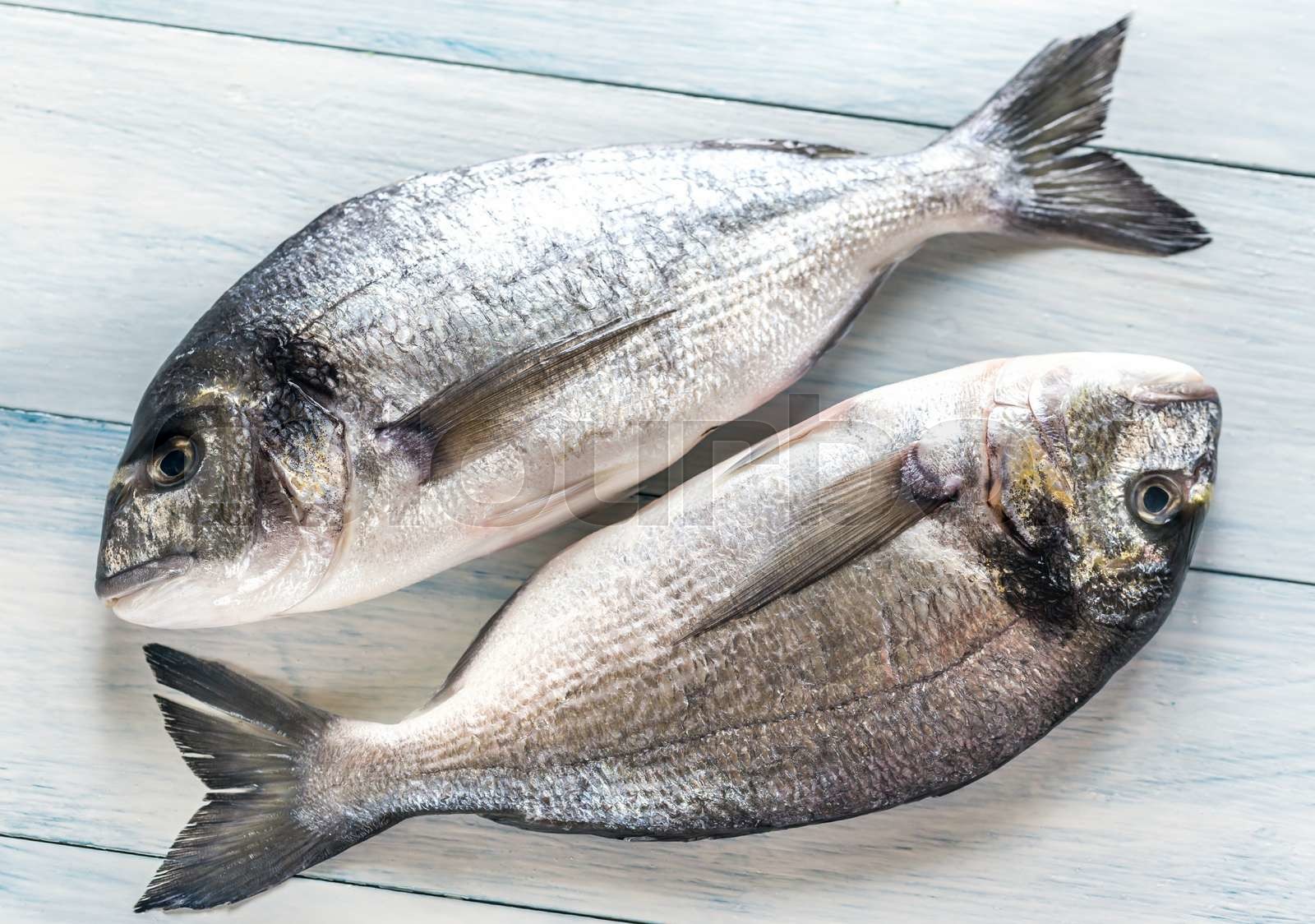 Dorade Royale Fish | Stock image | Colourbox